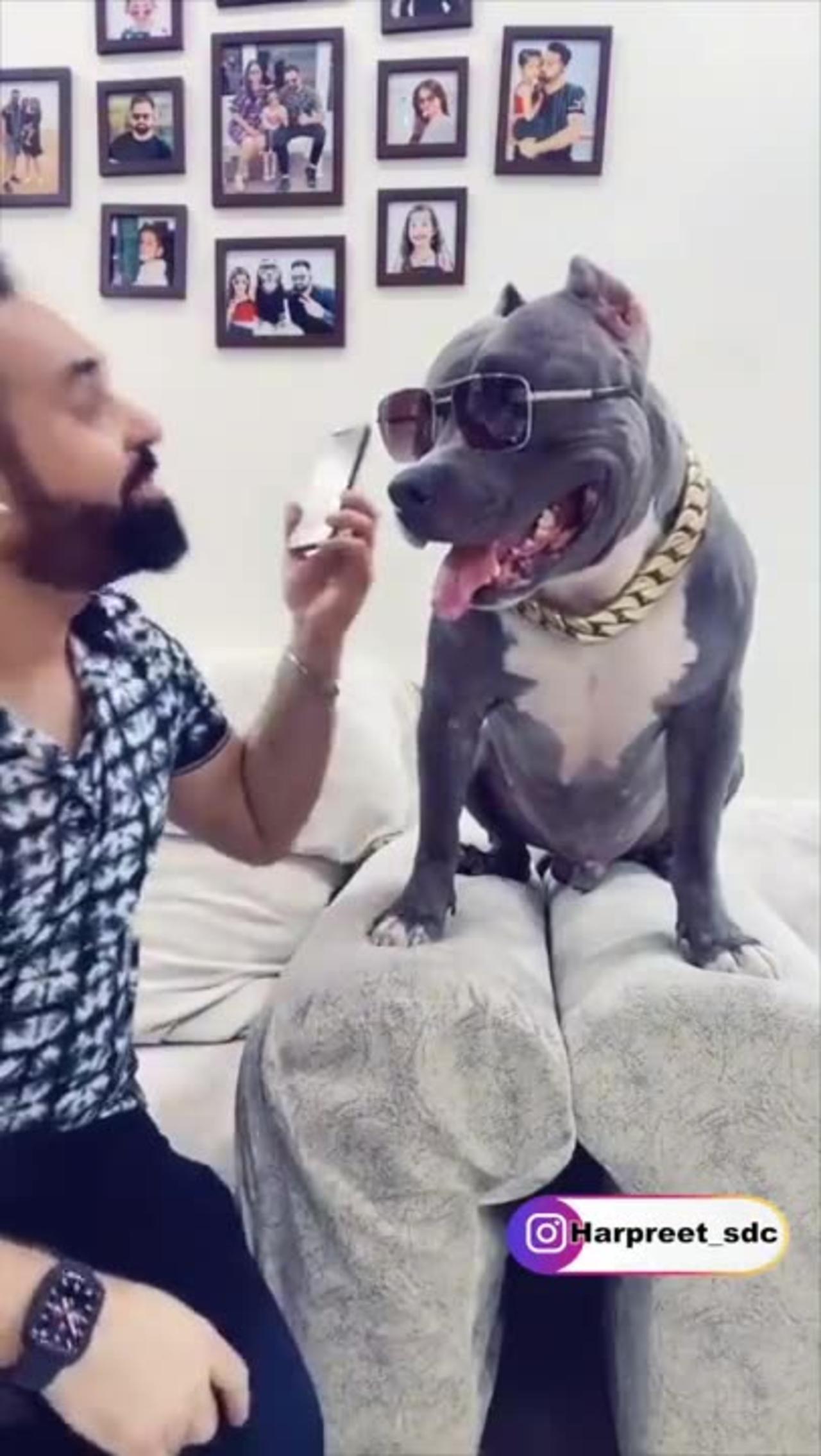 Funny Dogs And Puppies Life 4K Quality Video - One News Page VIDEO