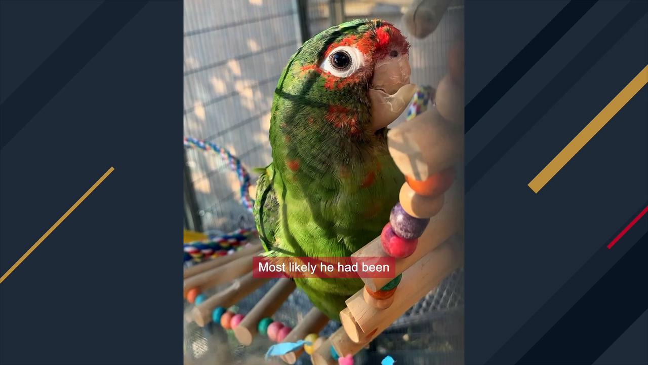Bird with unusual face was rejected by his mom. - One News Page VIDEO