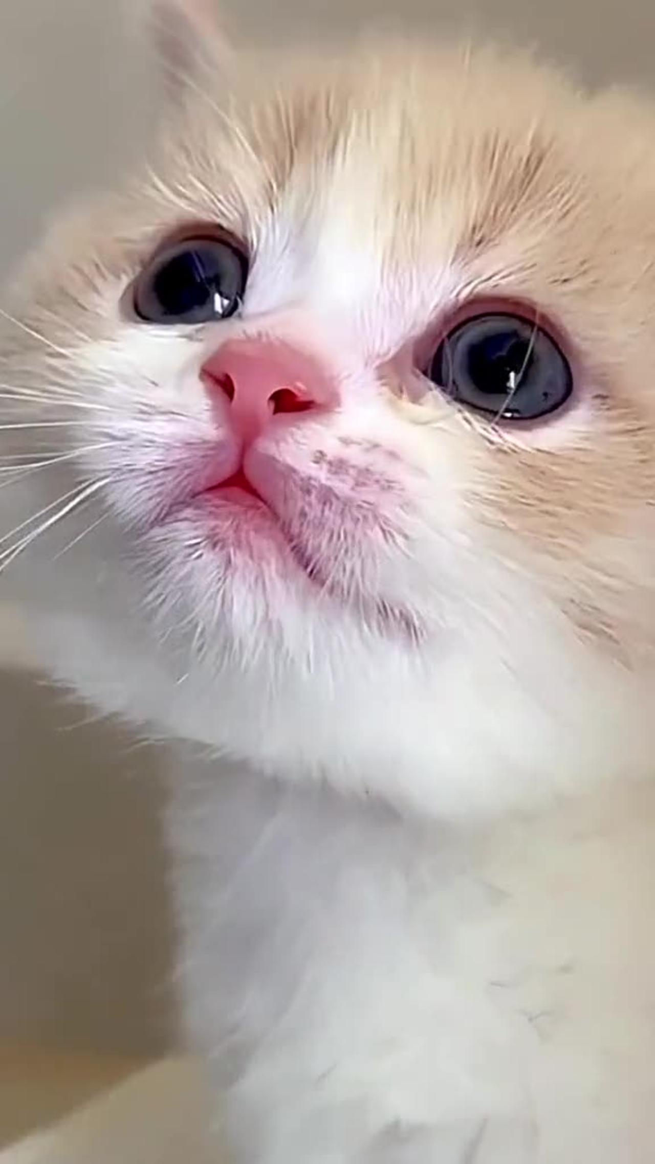 beautiful cat smail - One News Page VIDEO