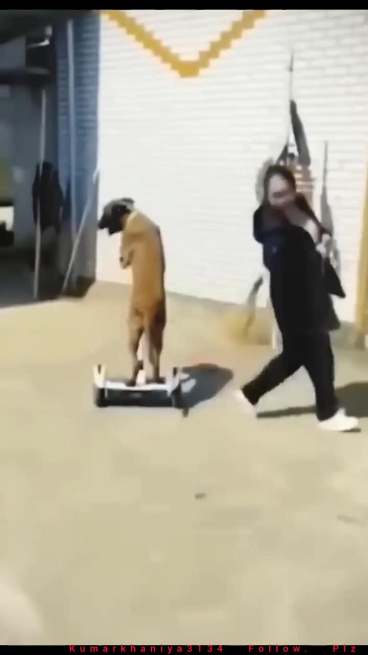 Dog fany clips videos cat fany clips videos - One News Page VIDEO