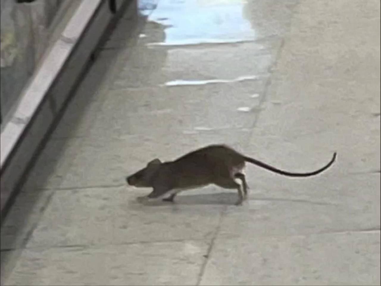 Rats Running Wild in CA Target Store - One News Page VIDEO