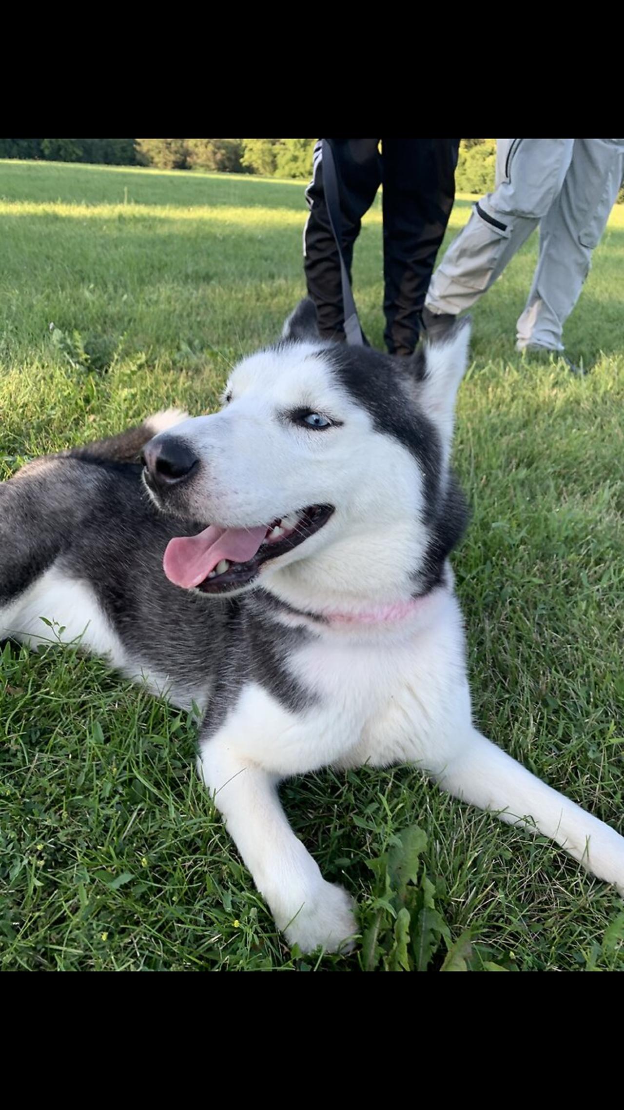 Blue The Husky - One News Page VIDEO