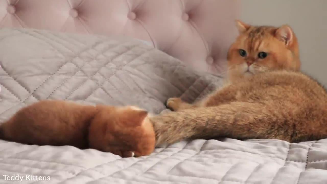 Cute baby kittens 😻😻🥰 one cutest cat - One News Page VIDEO