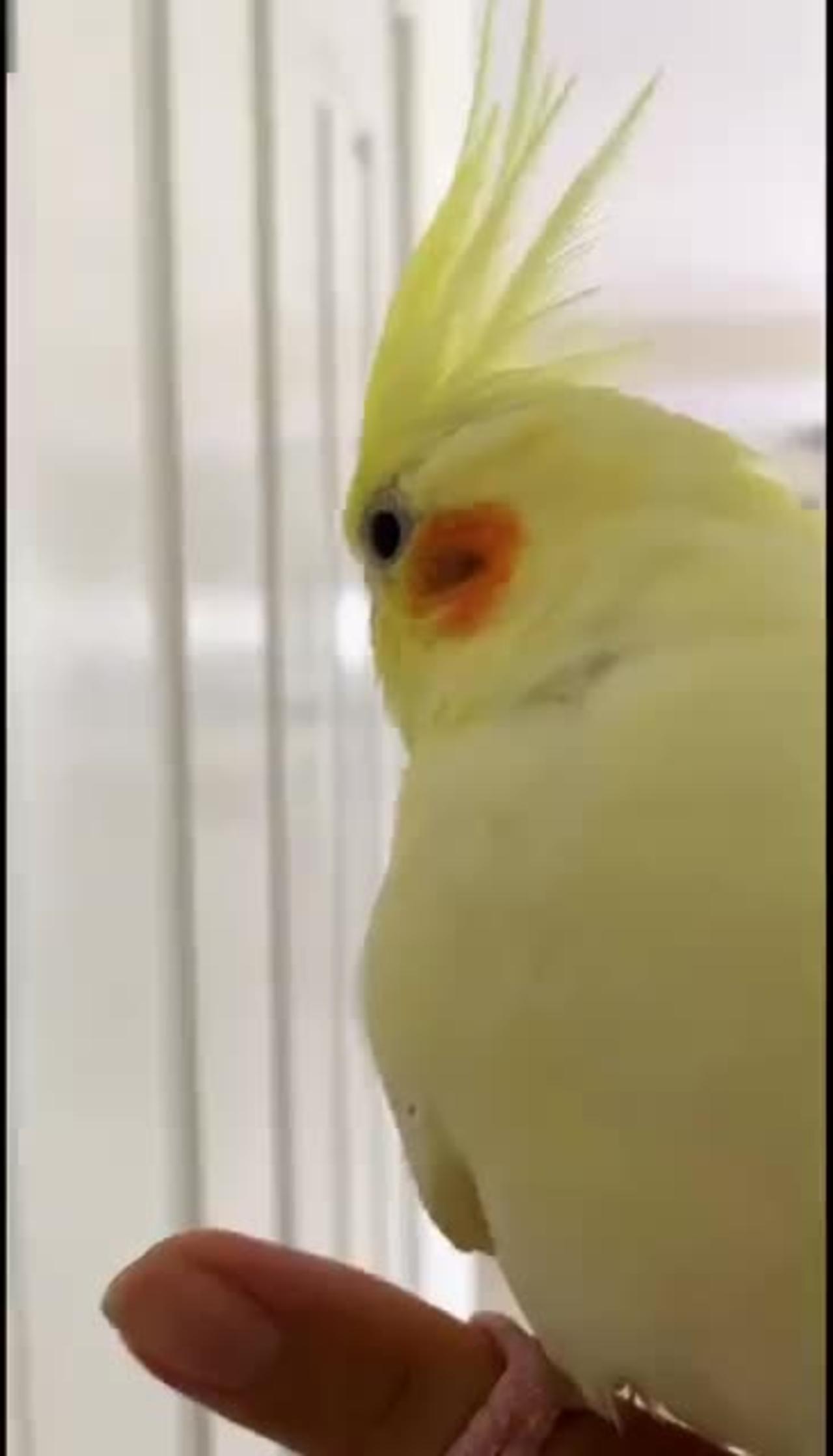 A Hole On My Bird's Face - One News Page VIDEO