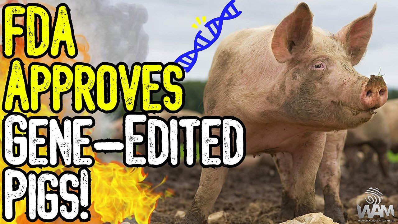 FDA APPROVES GENE-EDITED PIGS! - Your Food Is In - One News Page VIDEO