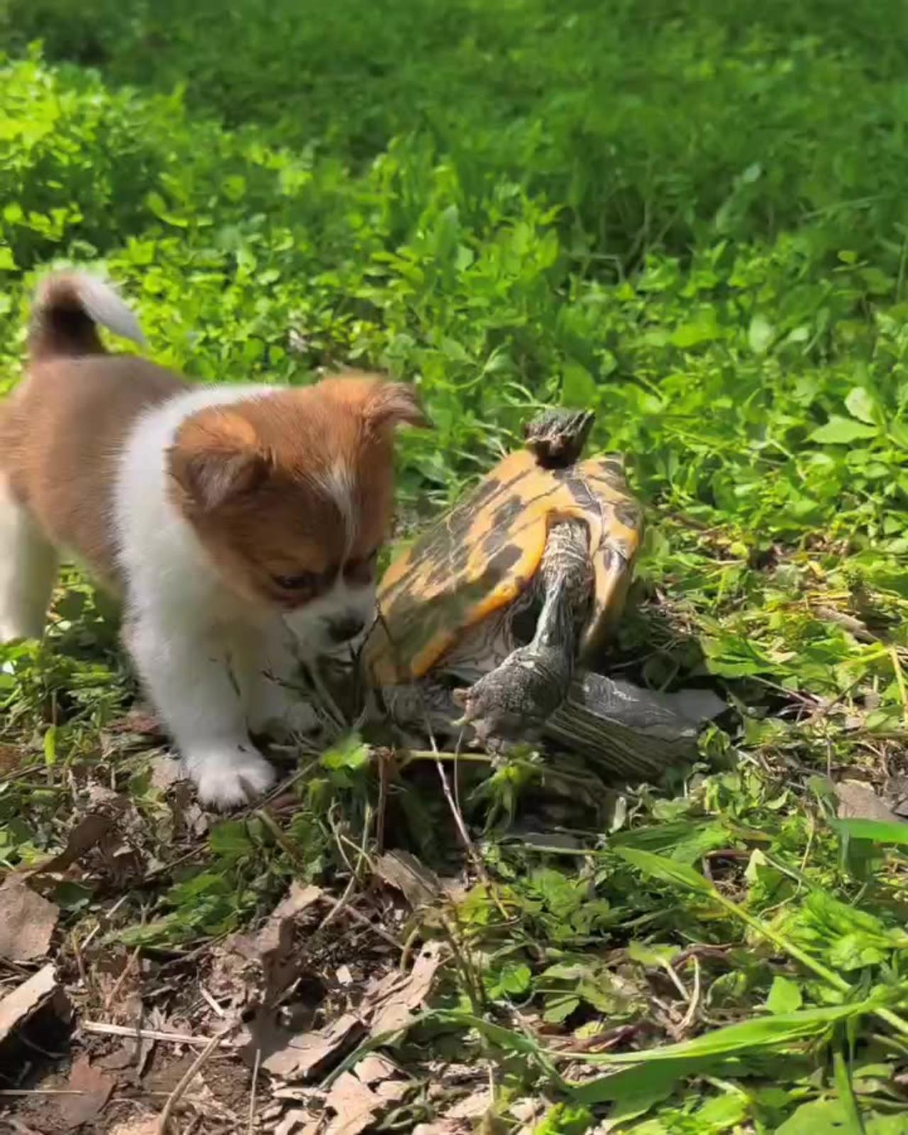 Cute rat and tortoise 🐢 - One News Page VIDEO