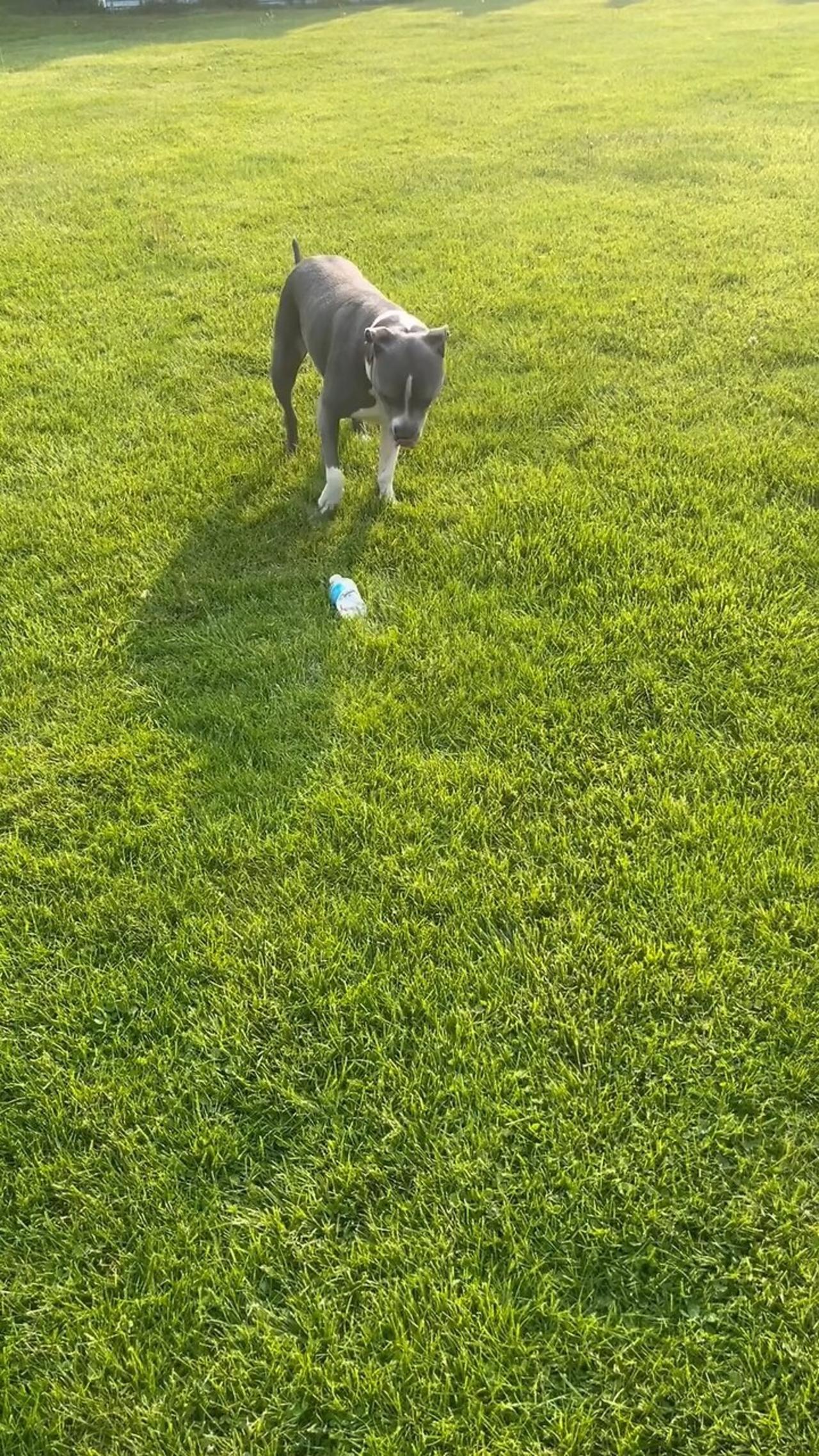 My Dog Playing With Water Bottle One News Page VIDEO my-dog-playing-with-water-bottle-one-news-page-video