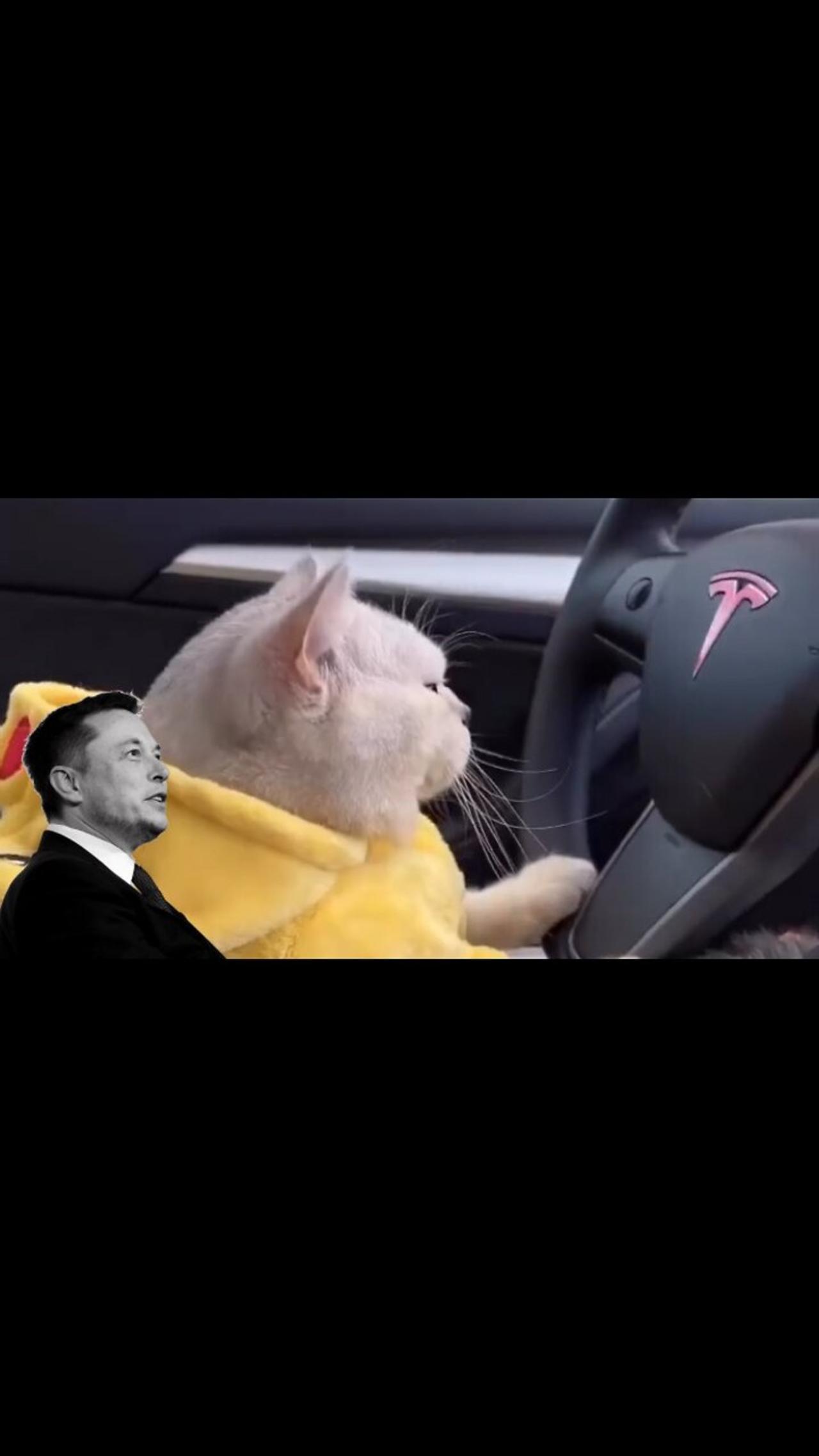Cute cat status video | Cat driving tesla - One News Page VIDEO