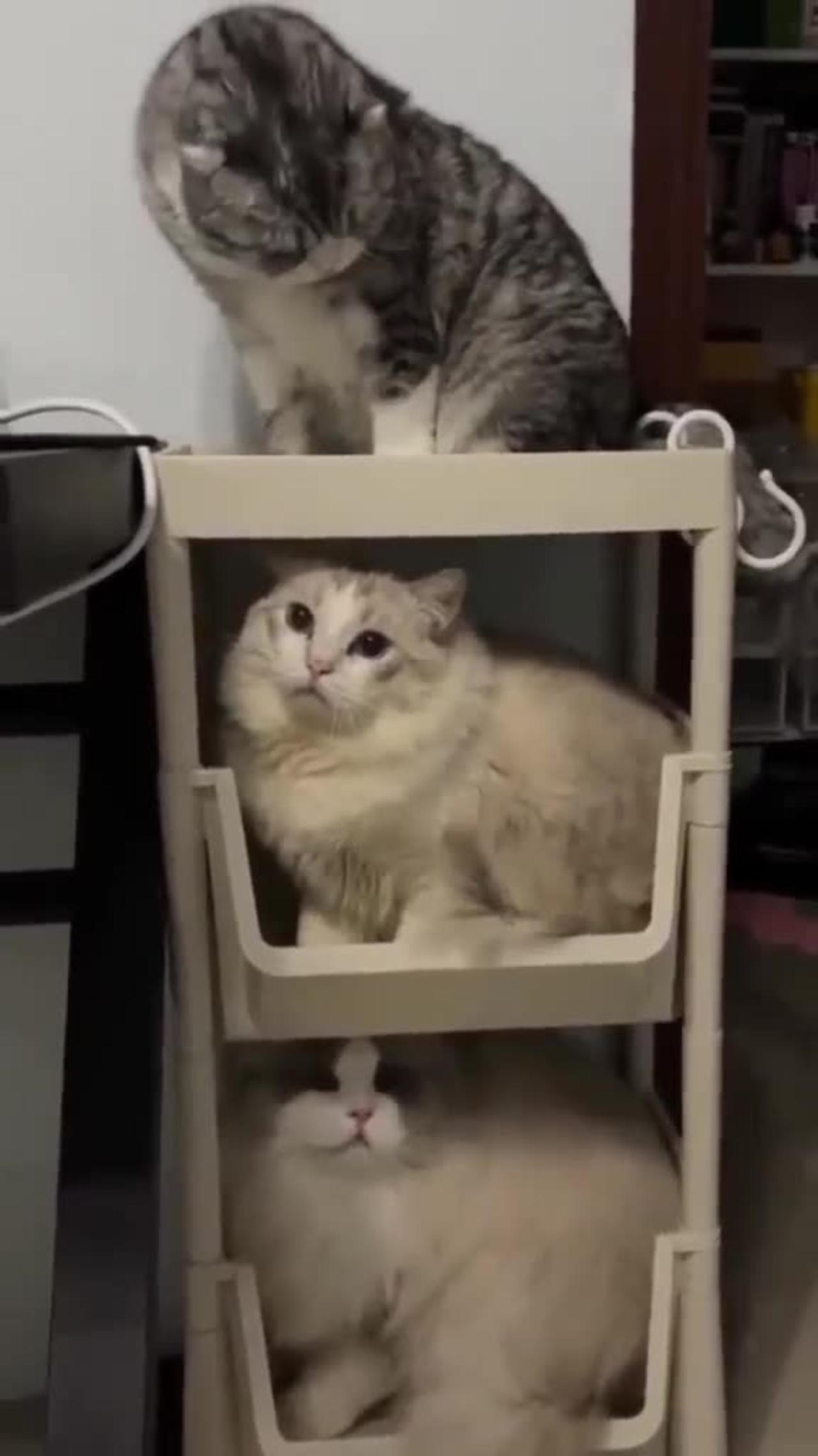 most funniest moment of the cat - One News Page VIDEO