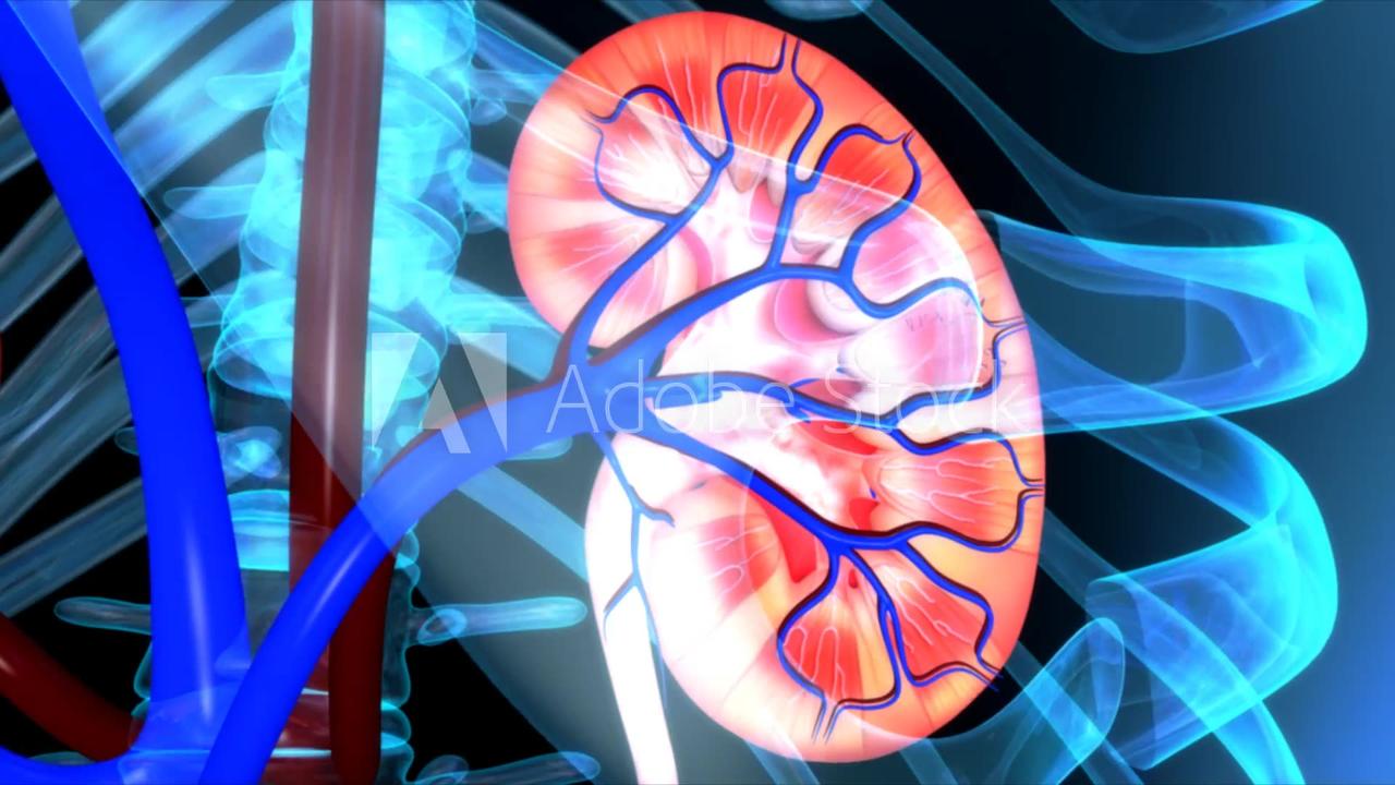 Kidney Nephron And Glomerulus Human Anatomical Kidney Model Glomerular ...