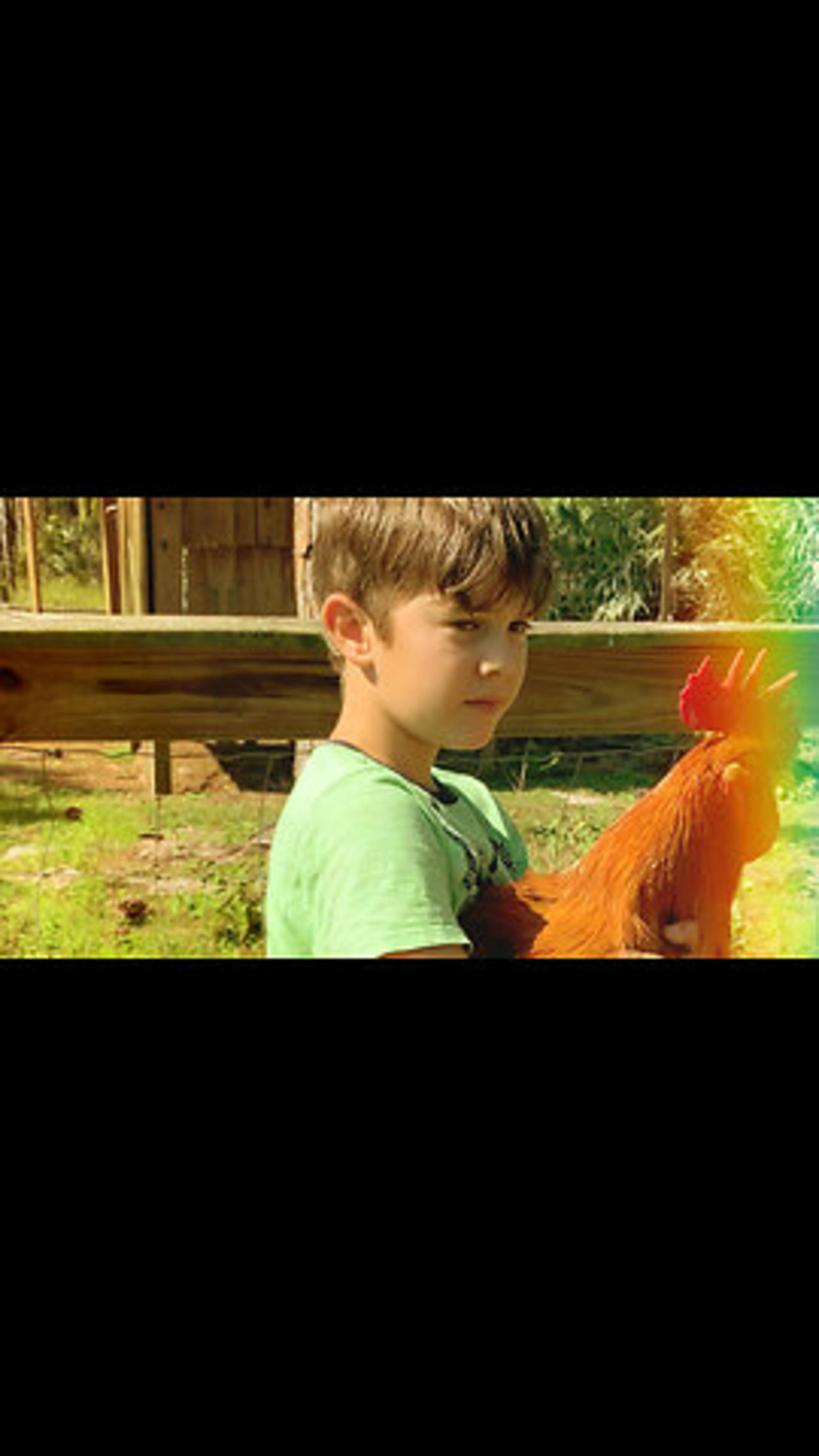 Freedom Rangers Are by Far the Best Breed of - One News Page VIDEO