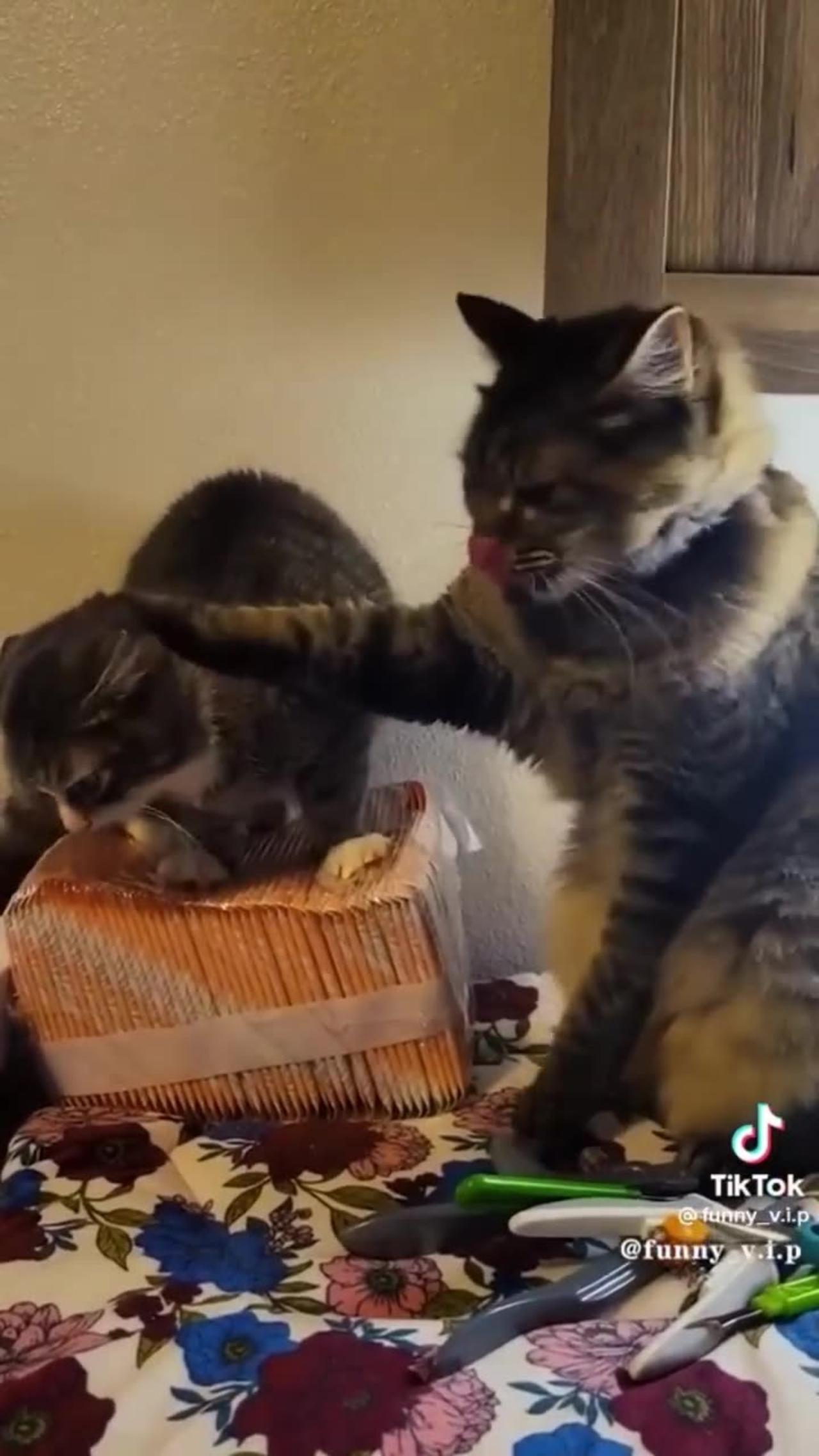 animal fanny video - One News Page VIDEO