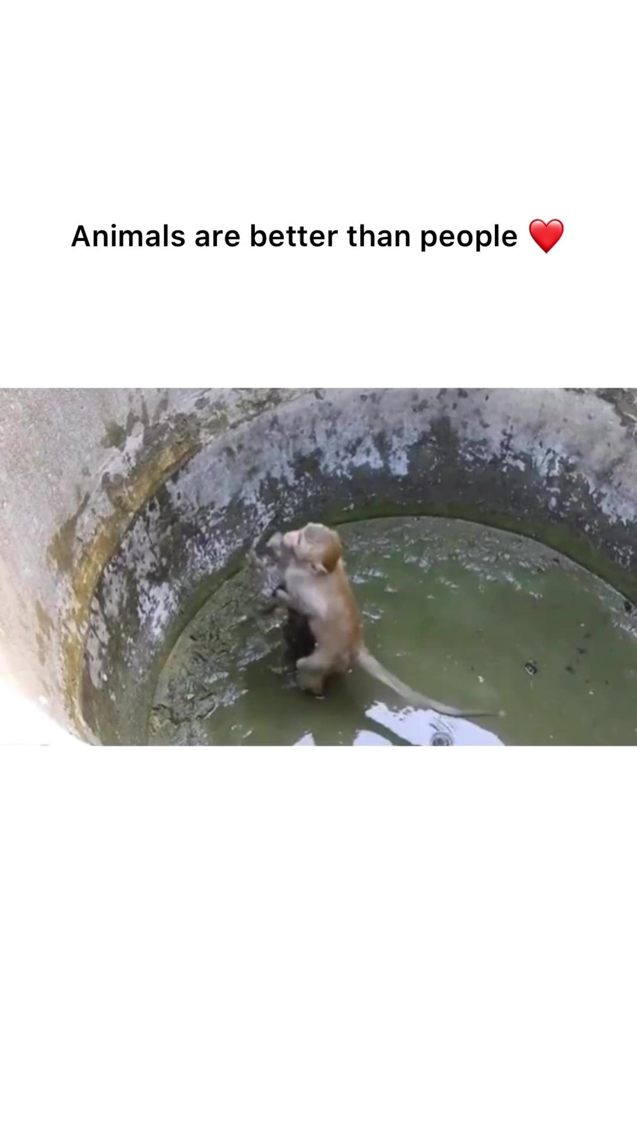 Animal are better than people - One News Page VIDEO