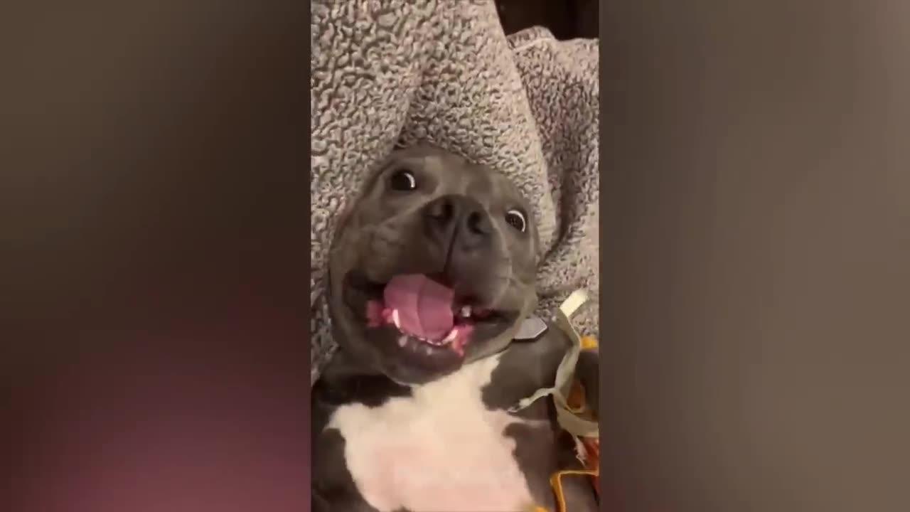 Real Pets Funny Video Compilation - One News Page VIDEO