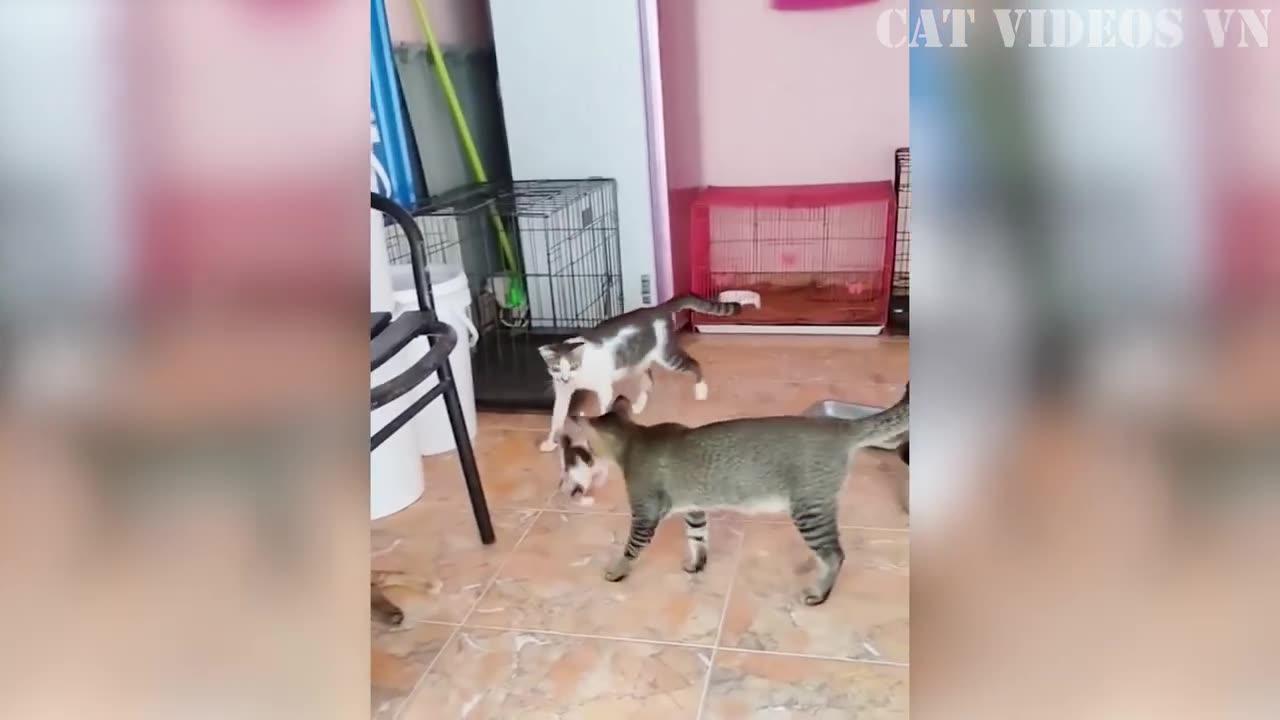 Funniest Cats and Dogs Compilation _ Best - One News Page VIDEO