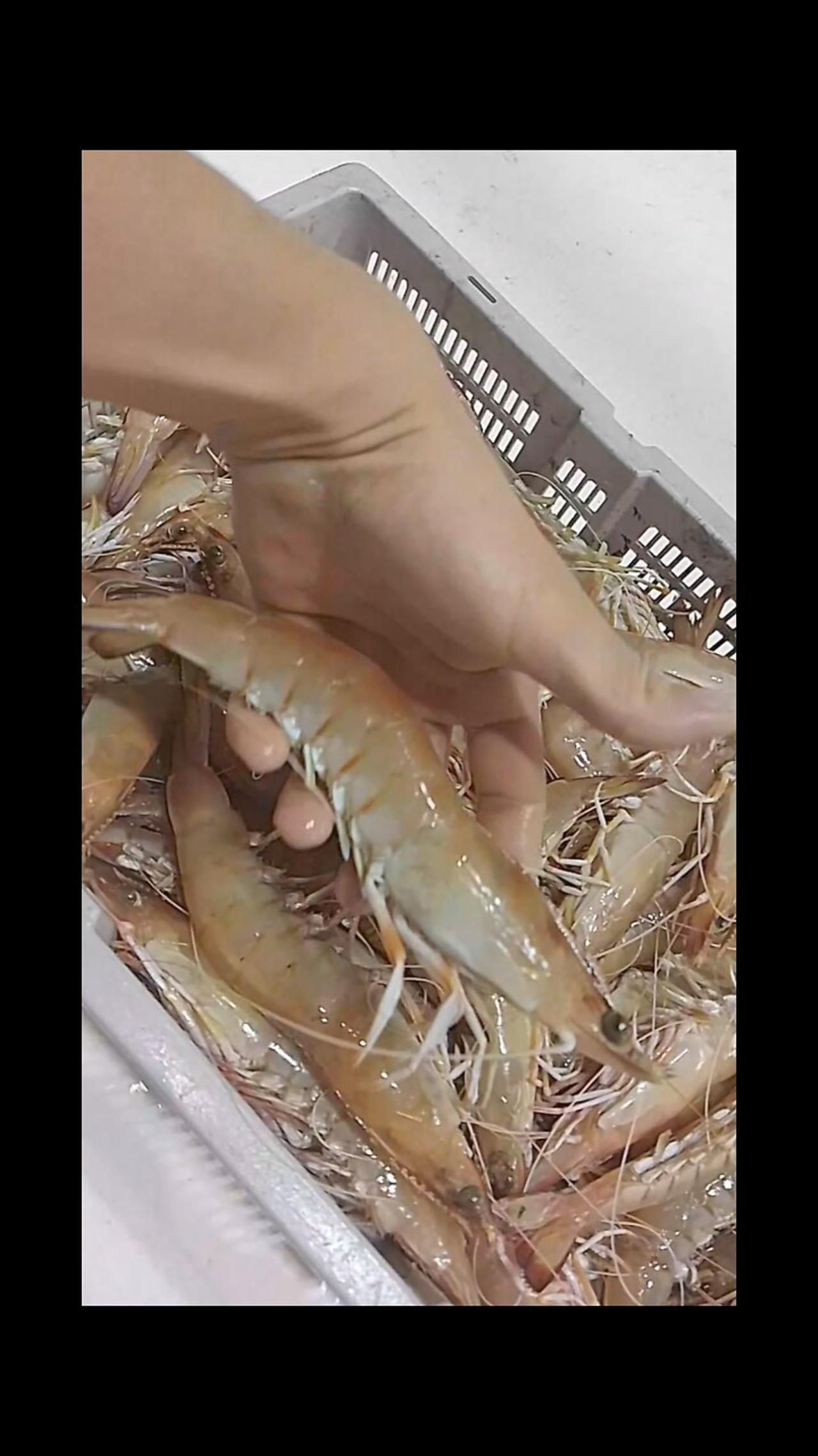 Australian Prawn Trawler - One News Page VIDEO