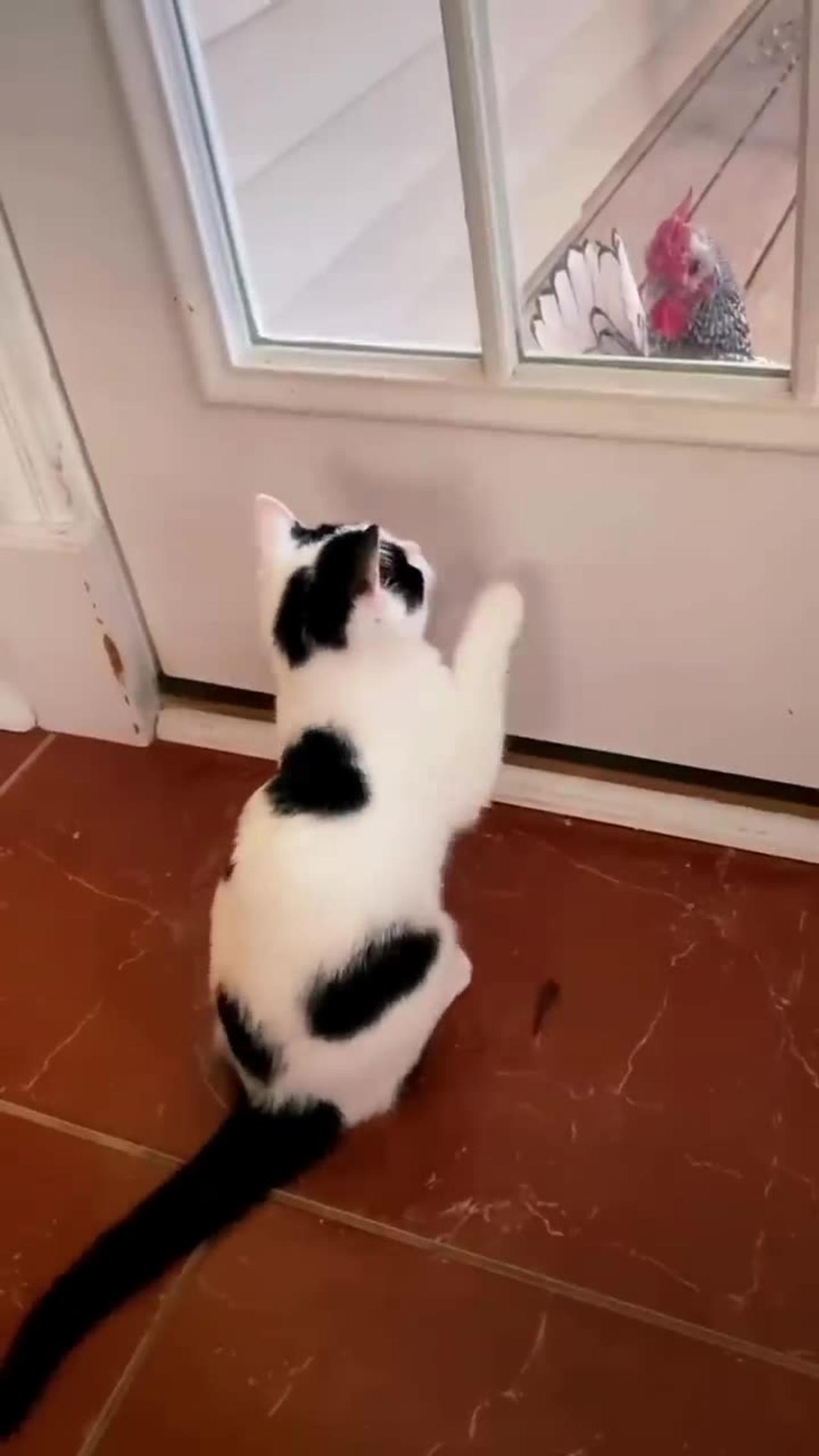 Cat vs chicken. Watch what happens next and get - One News Page VIDEO