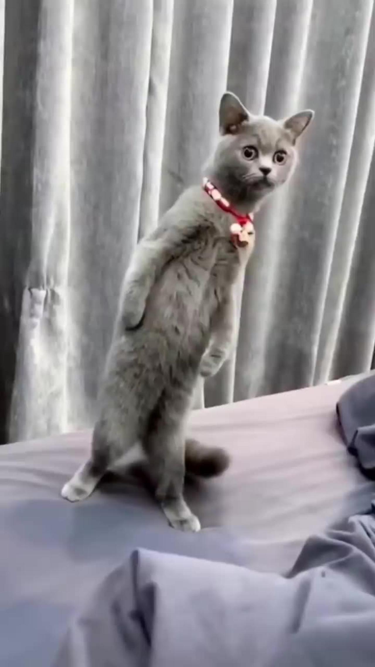 Watch These Disgruntled Cats Get the Most - One News Page VIDEO