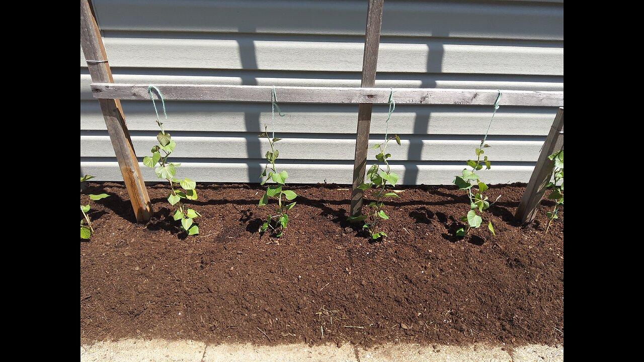 Stringing up Georgia Jet sweet potato plants - One News Page VIDEO