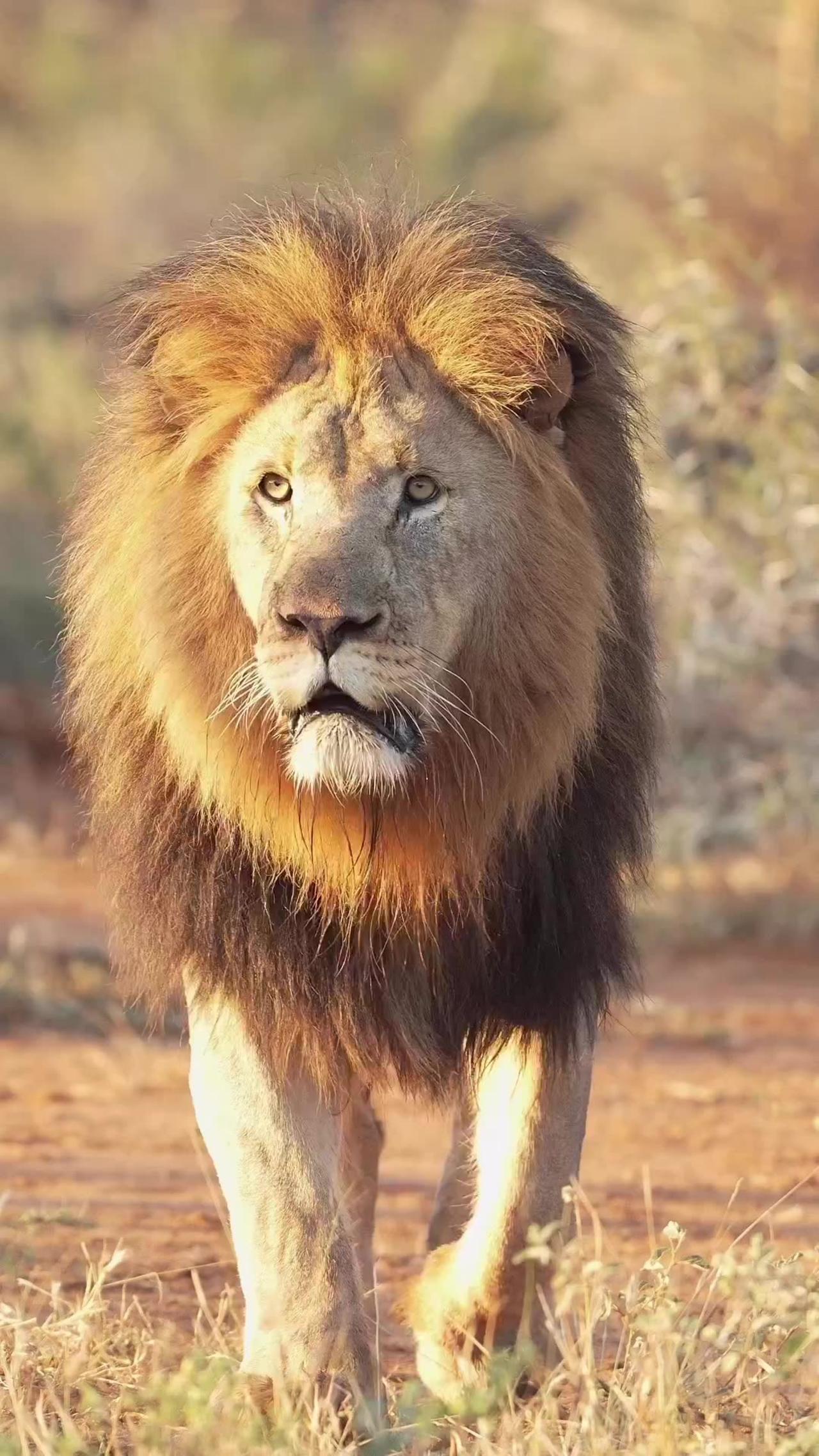 No one has seen this video of lion - One News Page VIDEO