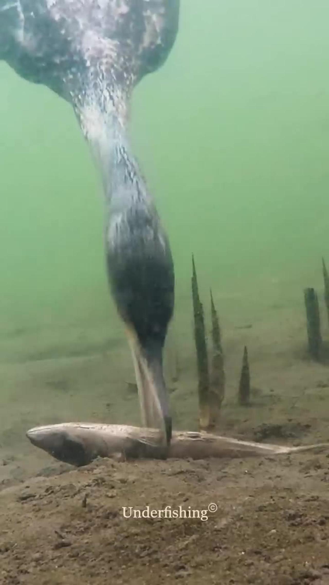 Under the water - One News Page VIDEO