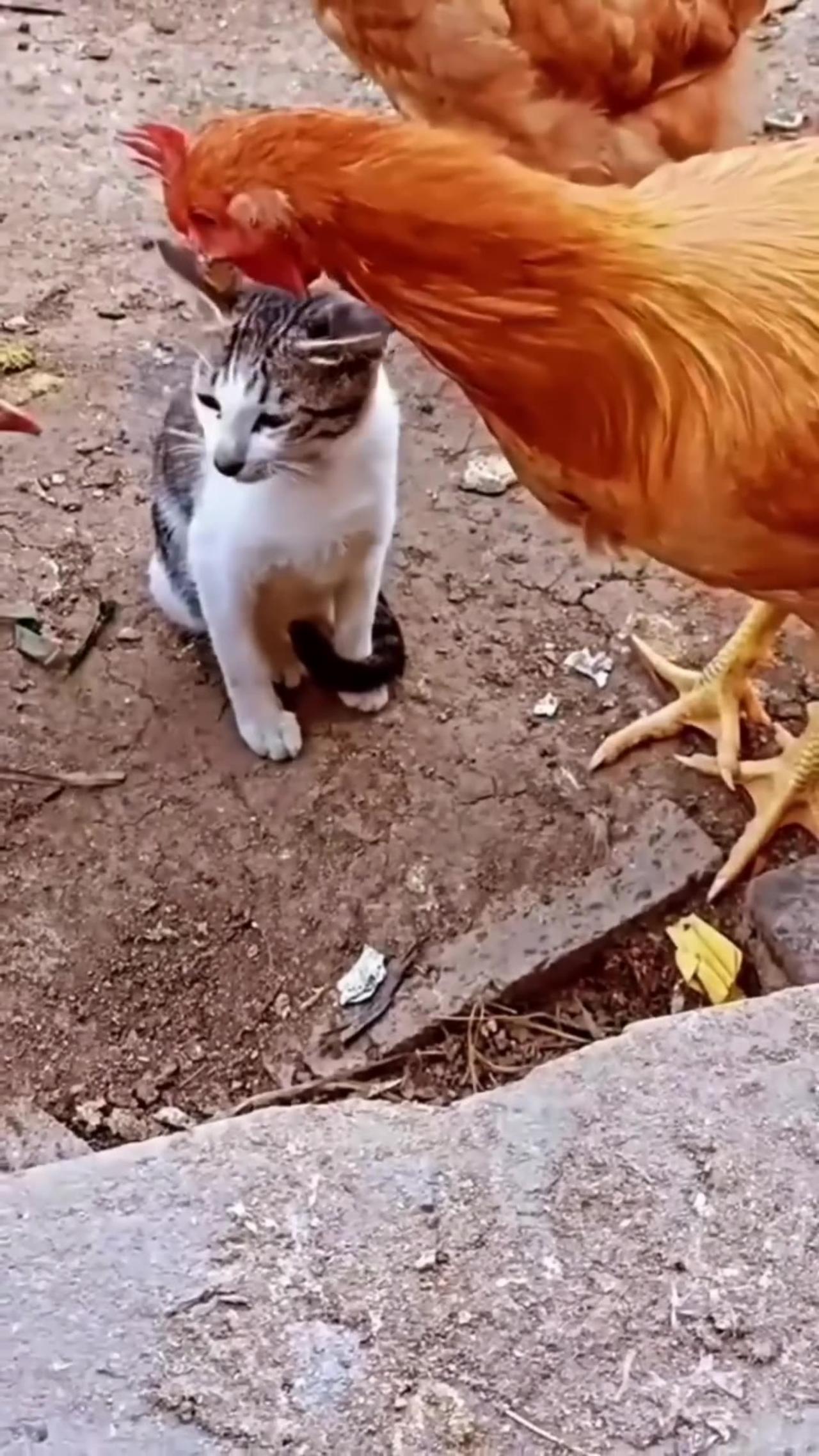 Cat vs Chicken: Watch What Happens Next and Get - One News Page VIDEO