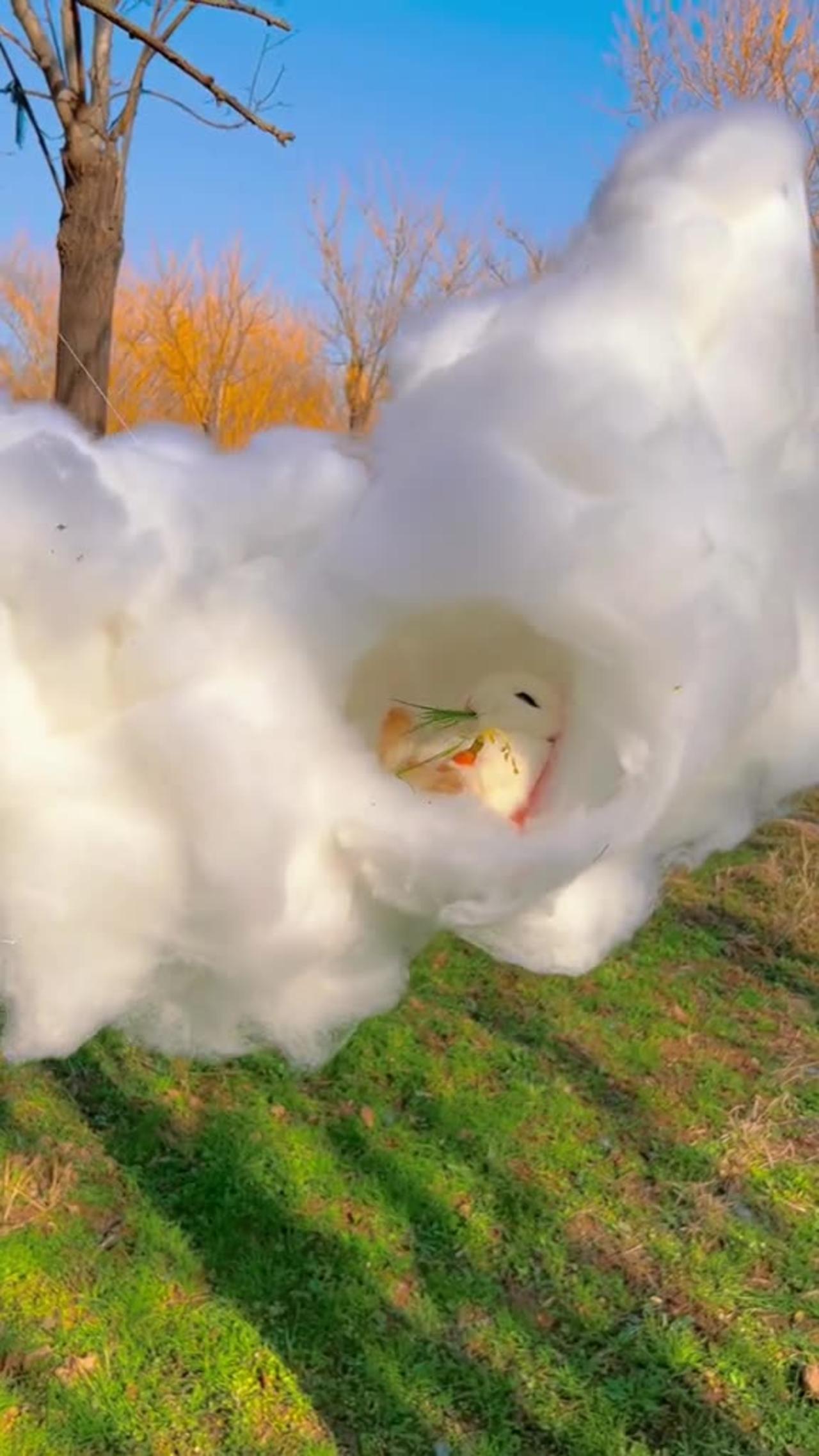 bunny land on cloud - One News Page VIDEO