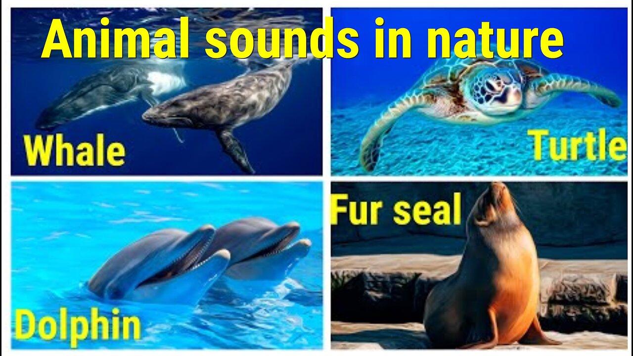 WILD ANIMALS sounds in nature under water Whale, - One News Page VIDEO