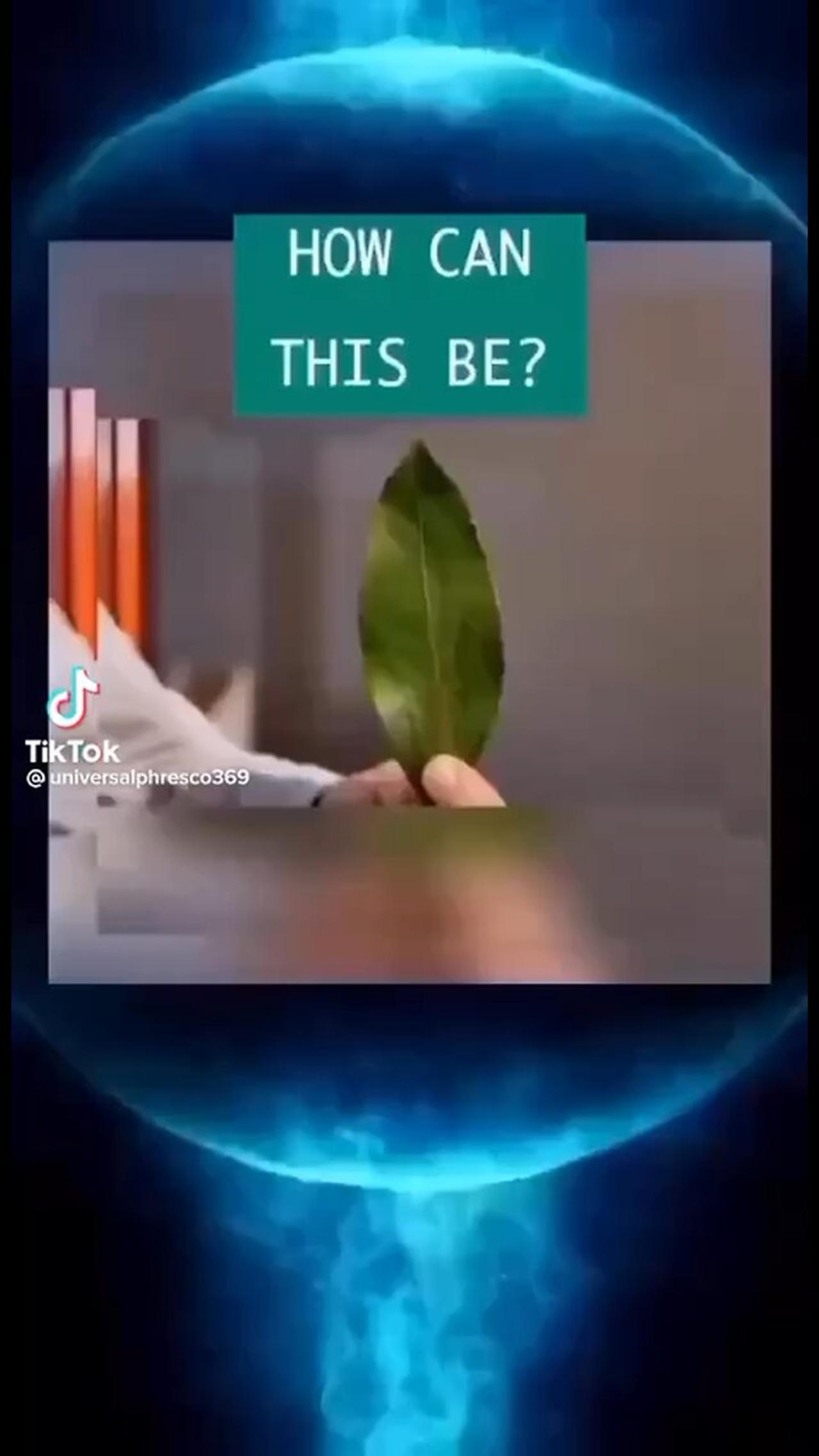 Everything Has A Soul. Soul’s Don’t Die! - One News Page VIDEO