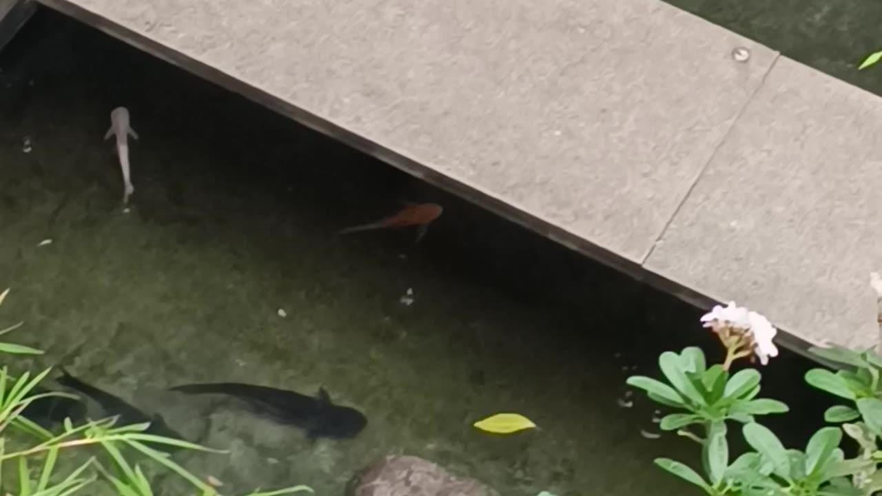 Beautiful and relaxing natural air and rain in - One News Page VIDEO