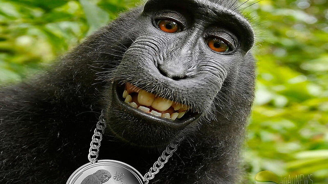 KiKi Monkey bathing in the toilet and plays so - One News Page VIDEO