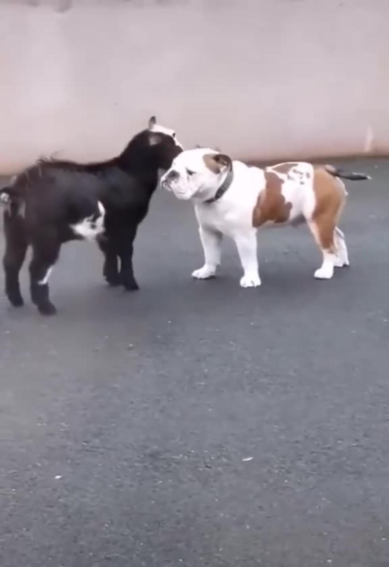 Funny animal video | Funny pet video | Cute - One News Page VIDEO