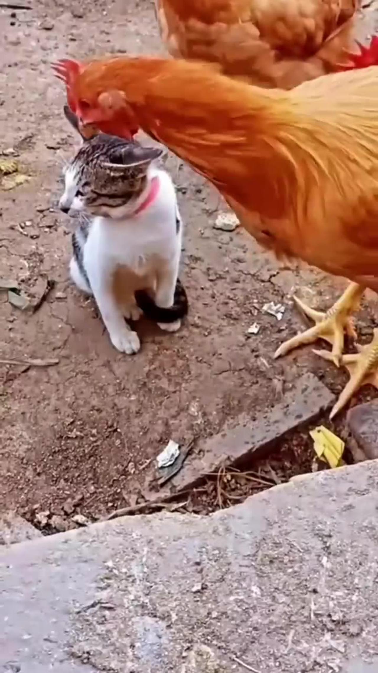 cat end chicken - One News Page VIDEO