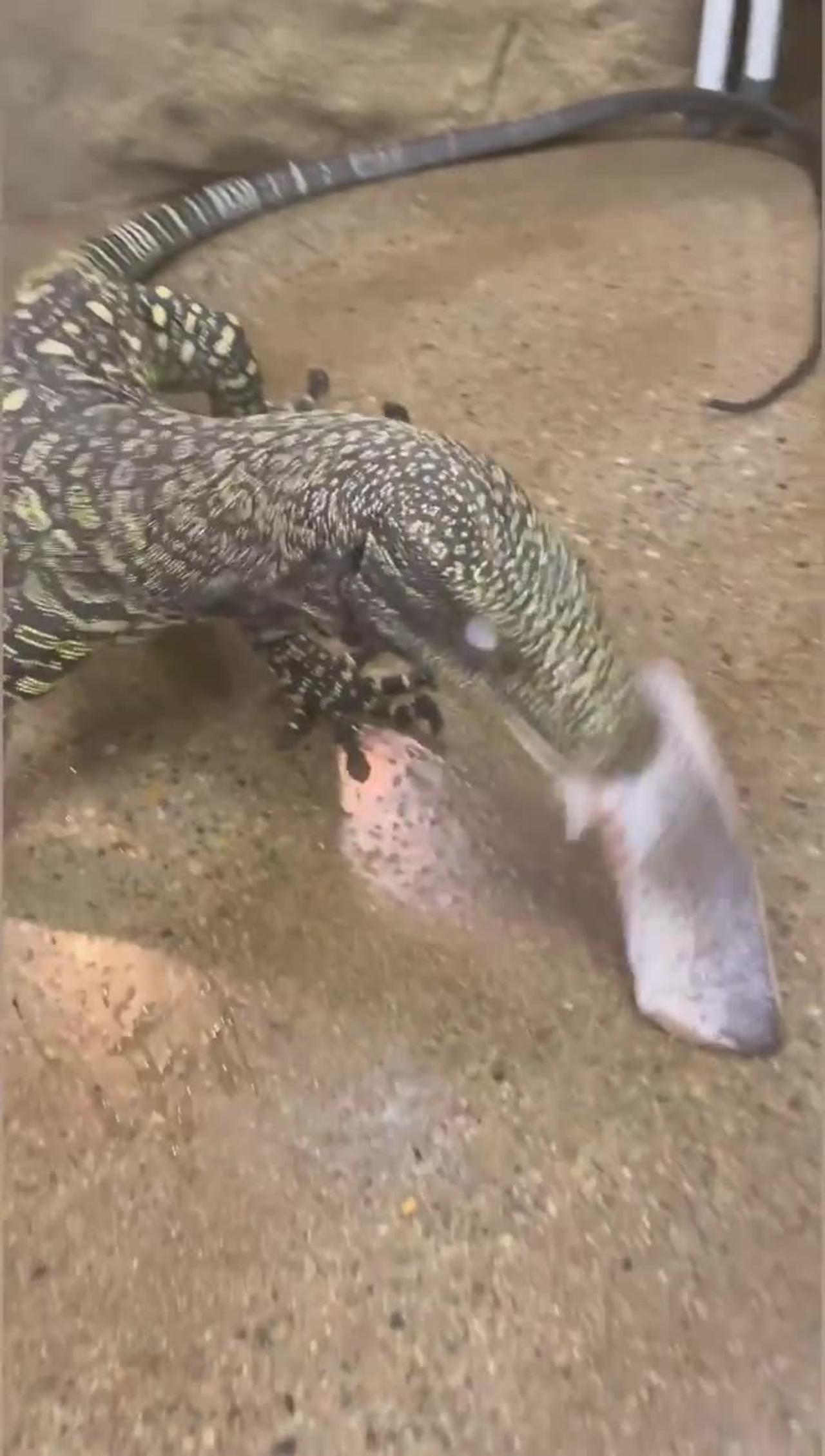 Baby kush standing up on back legs! - One News Page VIDEO
