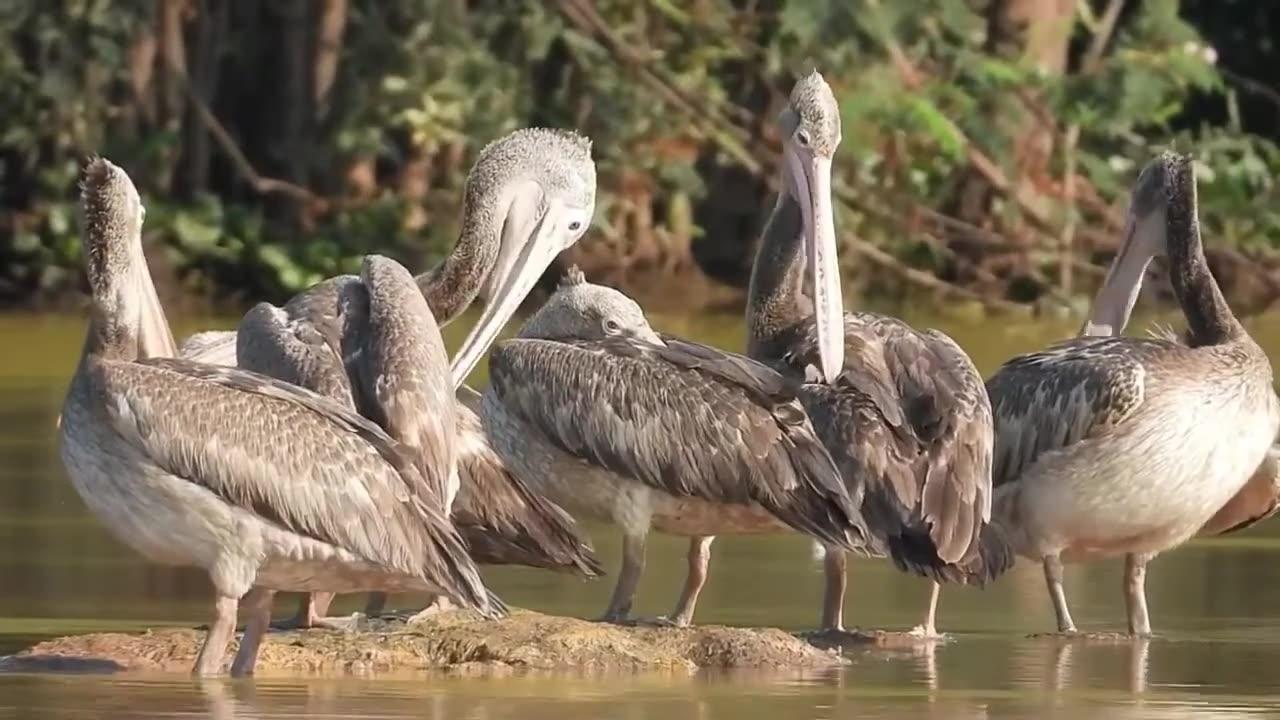Nature Birds Video with Music - One News Page VIDEO