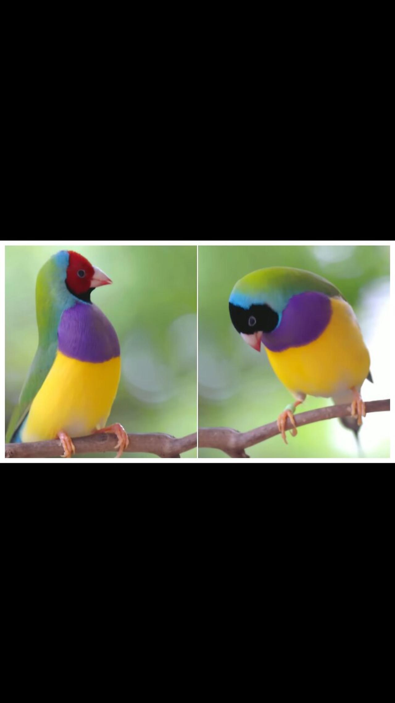 Gouldian finch dancing on the tree - One News Page VIDEO