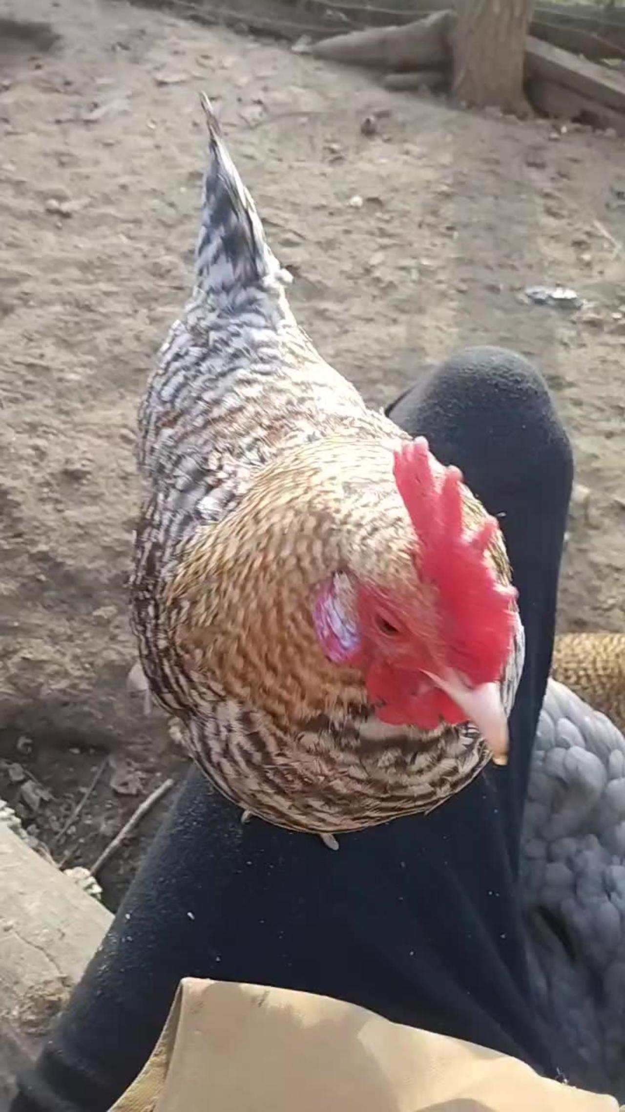 Goofy little Crele Old English Game Rooster - One News Page VIDEO