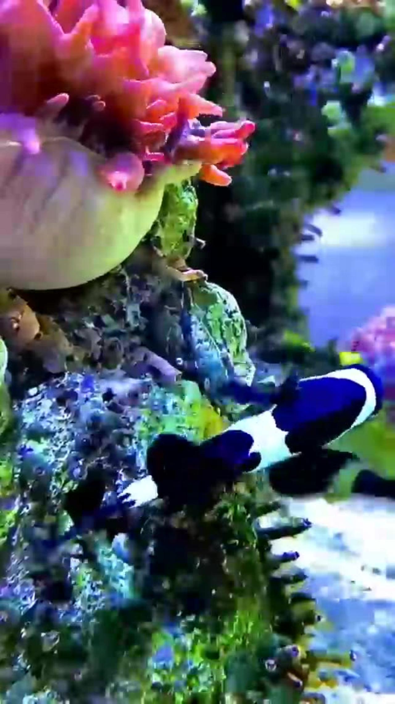 Js fish video - One News Page VIDEO