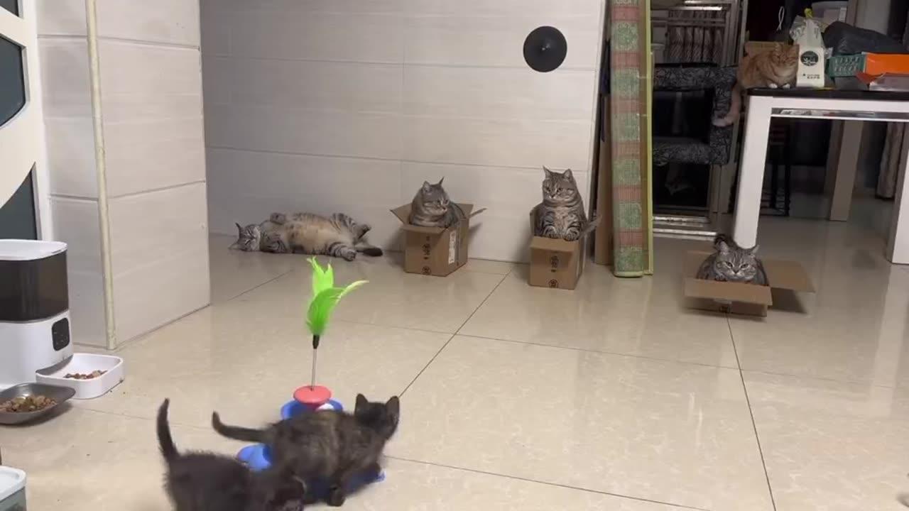 "Feline Frolics: Playful Paws in - One News Page VIDEO
