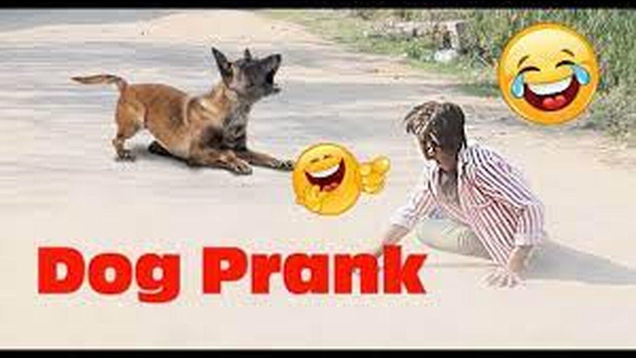 Troll Prank Dog Funny & fake Lion and Fake - One News Page VIDEO