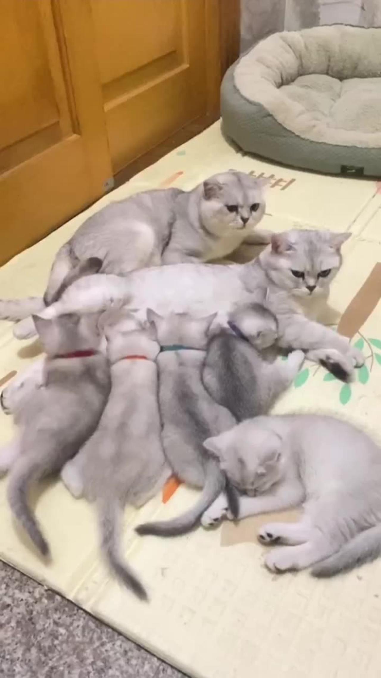 Funny cat fight with other cat - One News Page VIDEO
