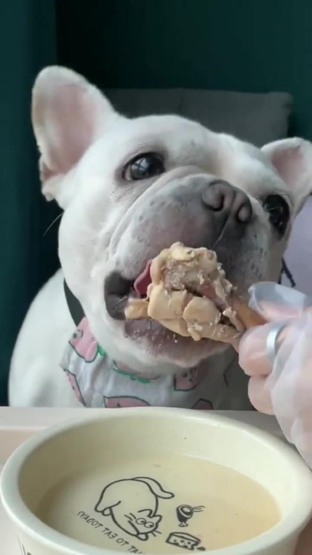 ASMR Mukbang Dog Eating Chicken Thighs Cabbage - One News Page VIDEO