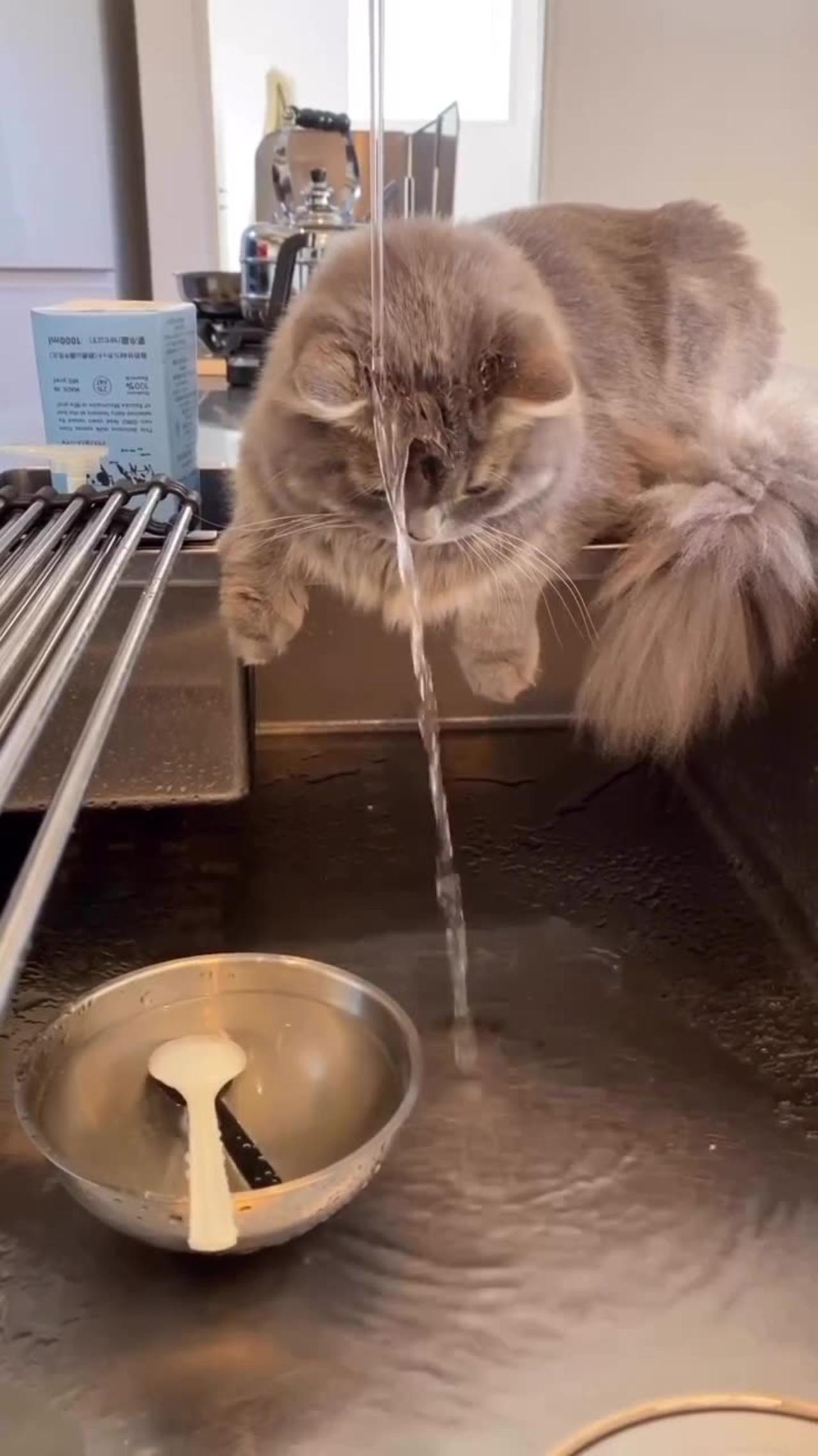 Funny cat under water funny animales - One News Page VIDEO