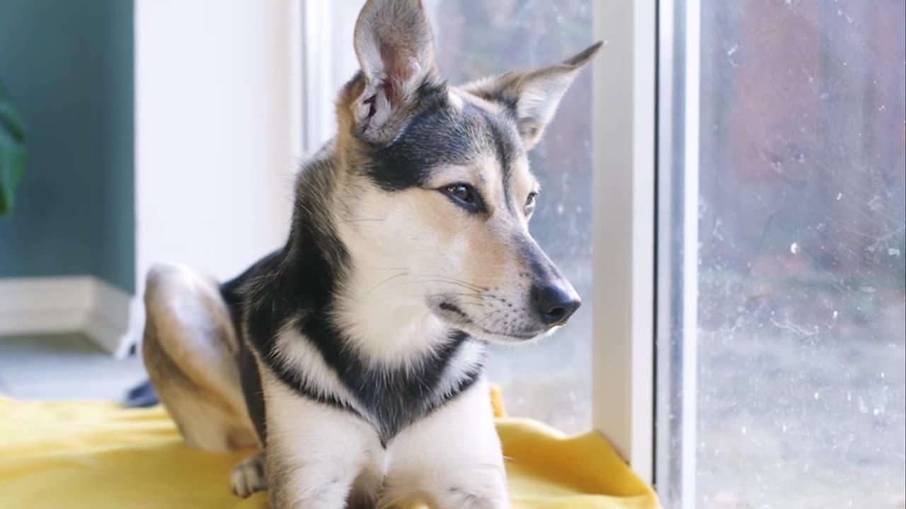 Canine Bliss: Serene Moments with Beloved Dog - One News Page VIDEO