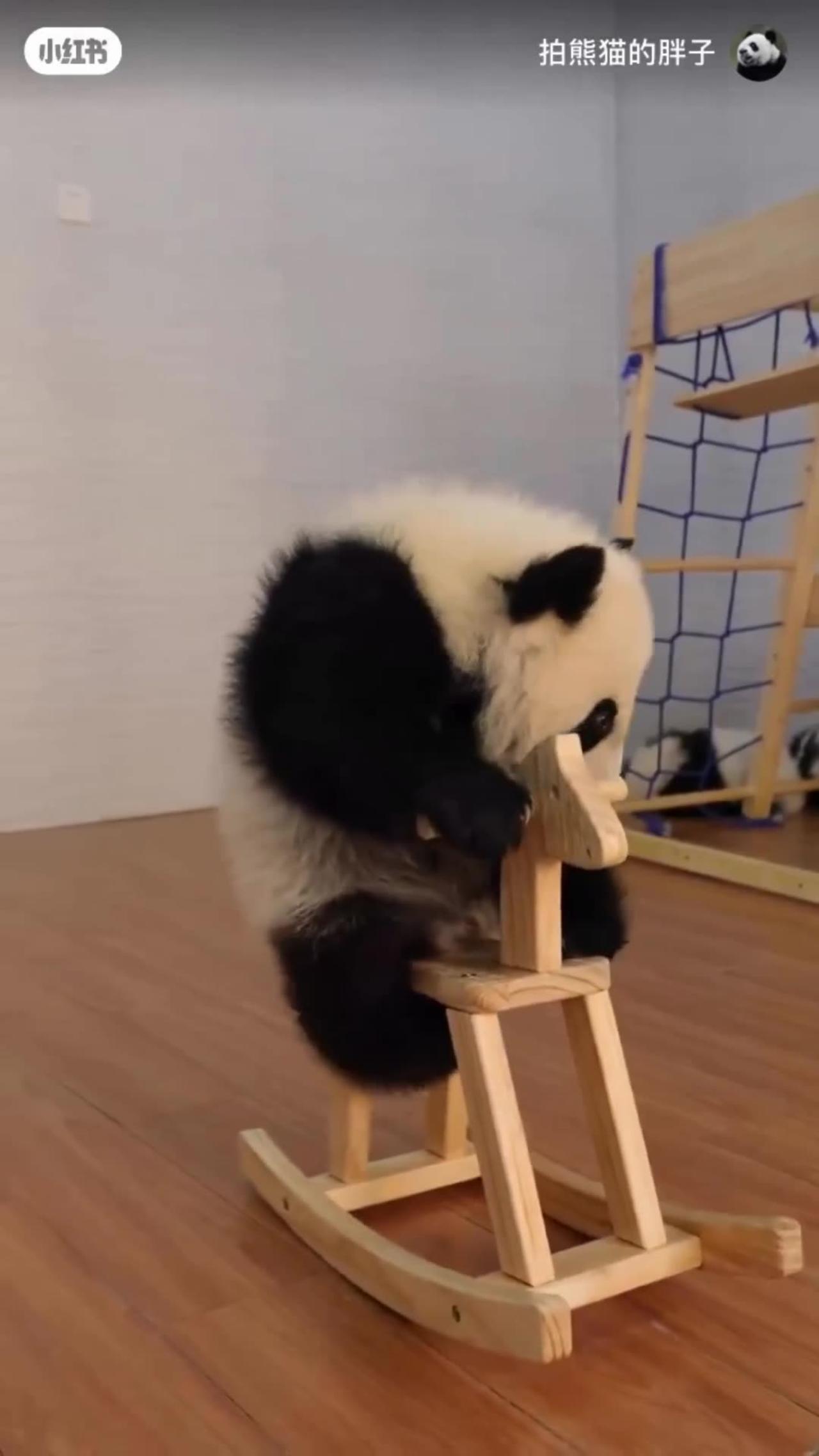 "Happy Pandas: The Joyful World of Smiling - One News Page VIDEO