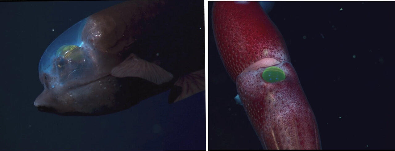 Sea Life, How to hunt calamari - One News Page VIDEO