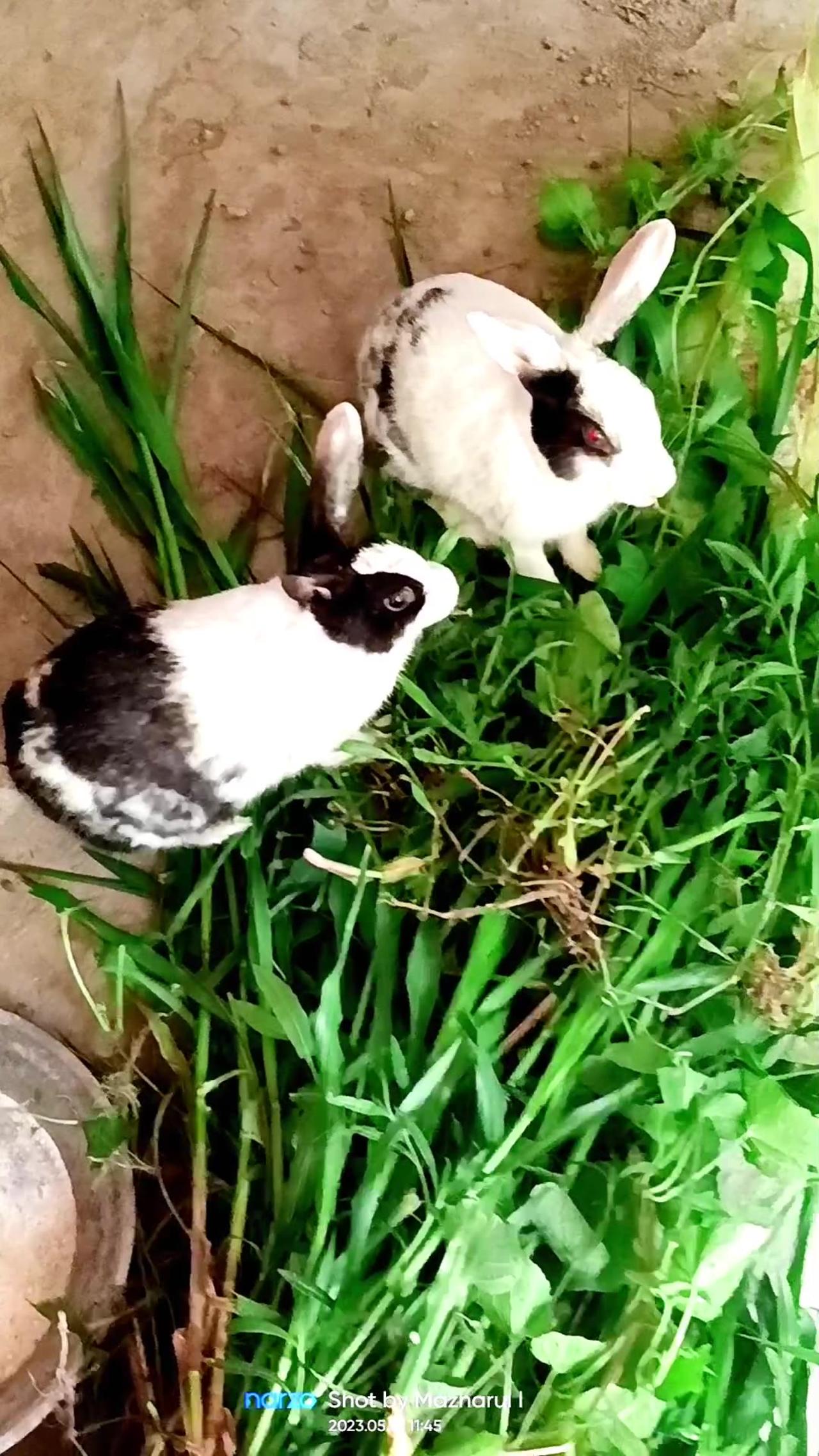 Pet Love, Trained raddit in Bangladesh - One News Page VIDEO