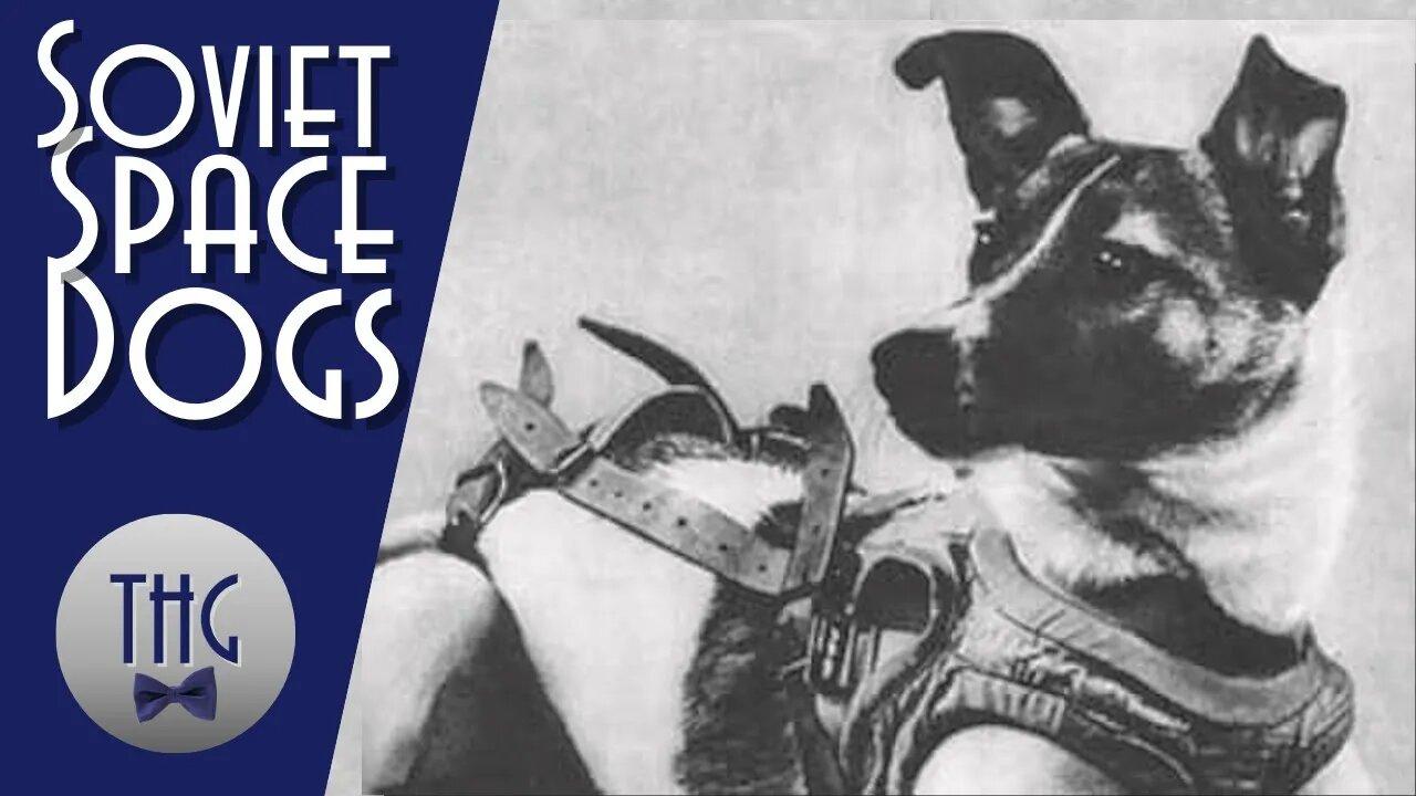 Laika and the Soviet space dogs - One News Page VIDEO