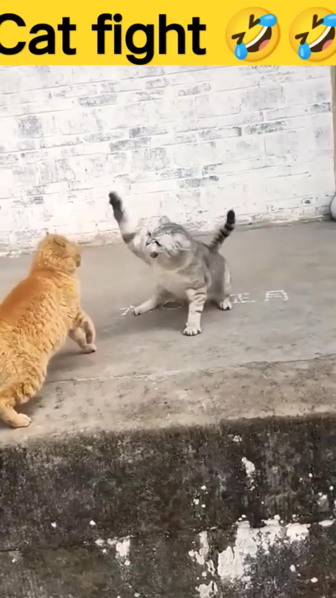 Cat fight 😂 - One News Page VIDEO