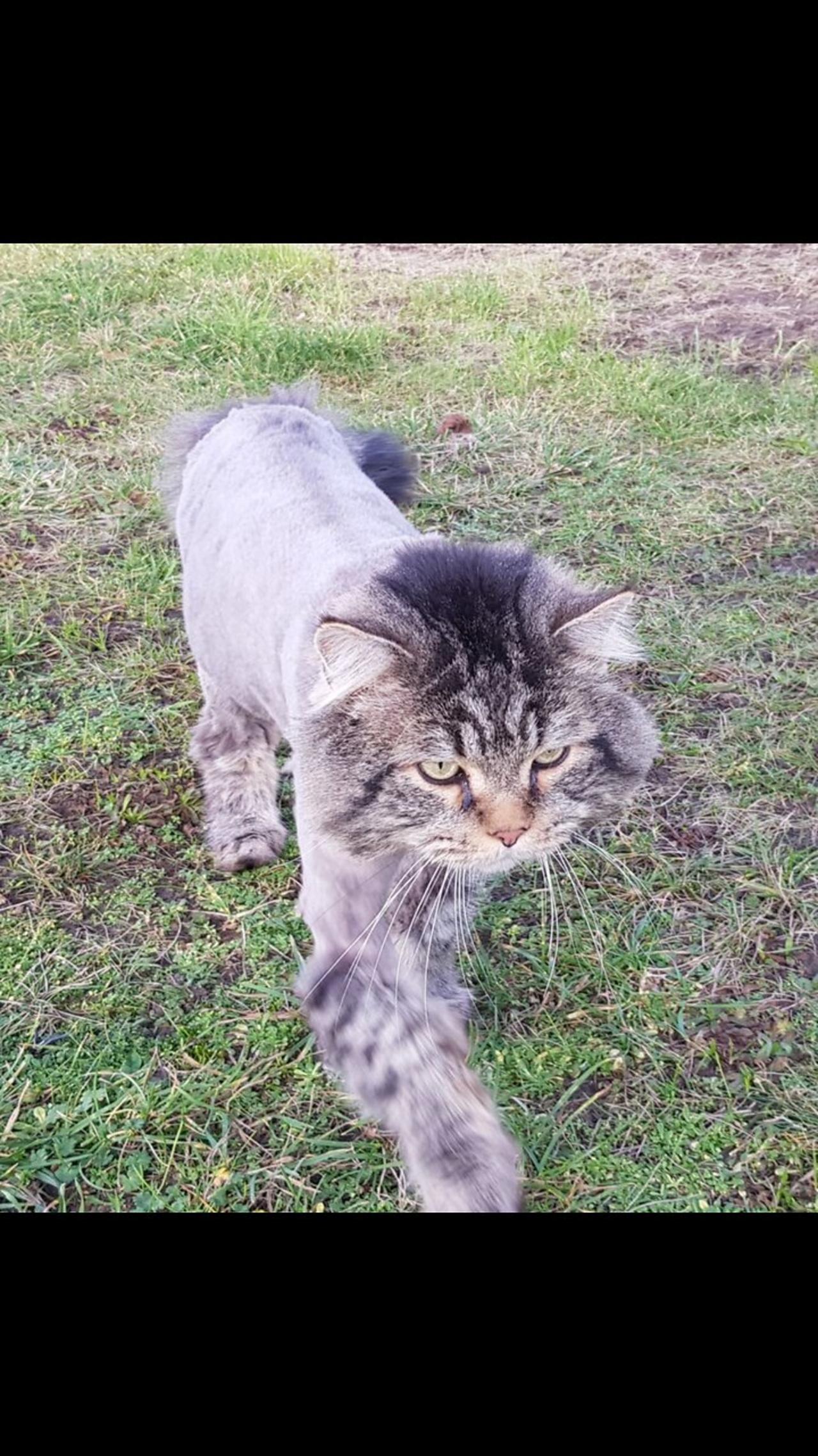 Cat vs Chicken fight - One News Page VIDEO